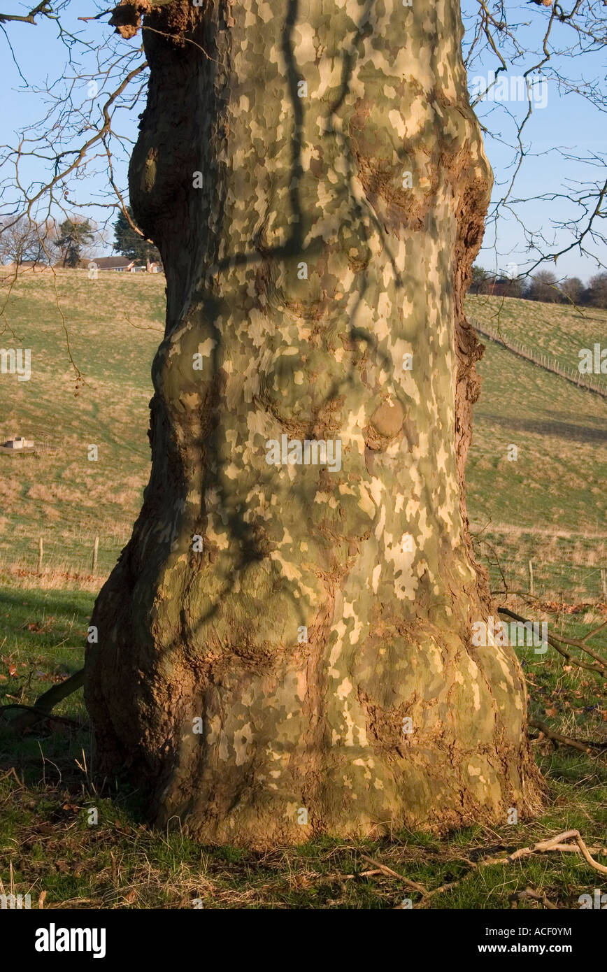 Tree bark like camouflage hi-res stock photography and images - Alamy