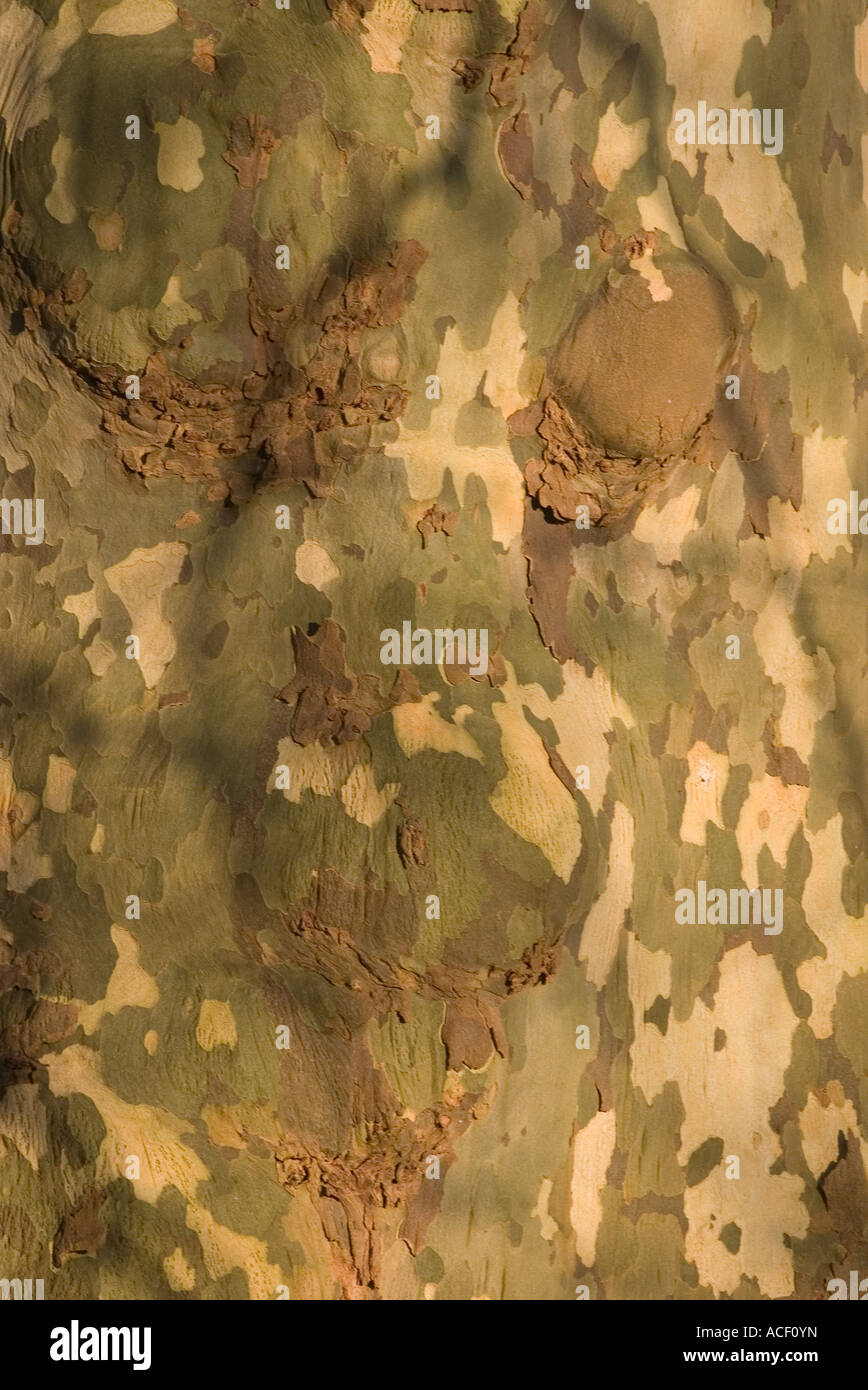 London Plane Tree showing interesting Bark detail that looks like Army ...