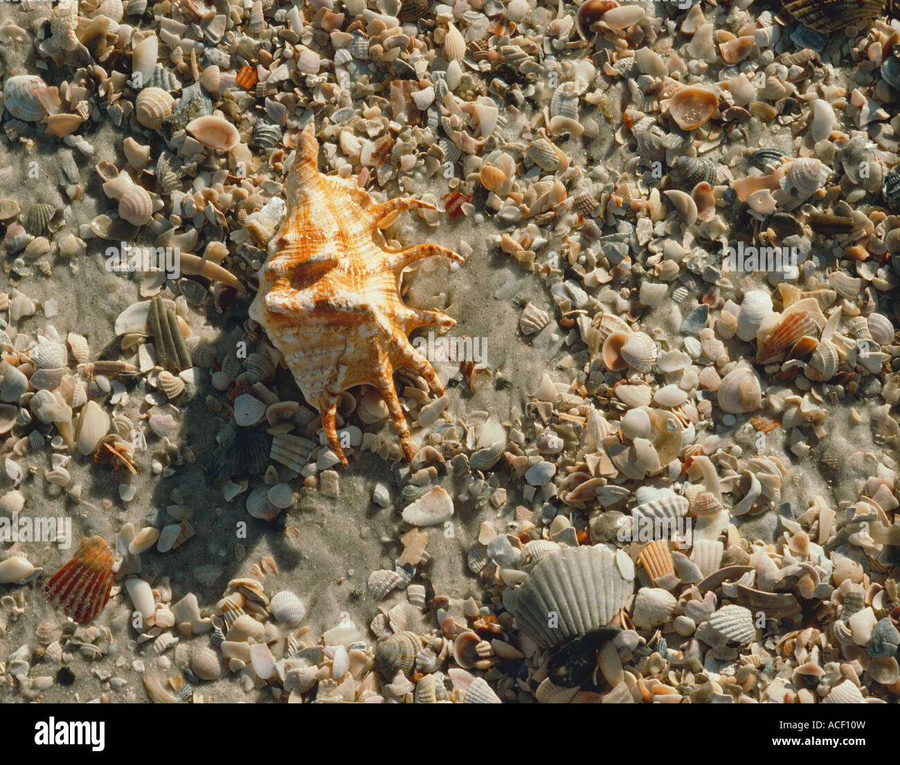 Shell on rocky beach Stock Photo - Alamy