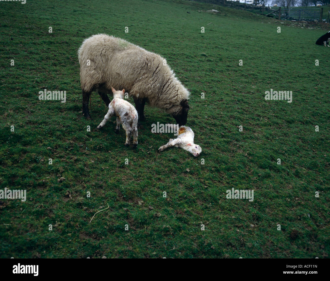 Three lambs babies hi-res stock photography and images - Alamy