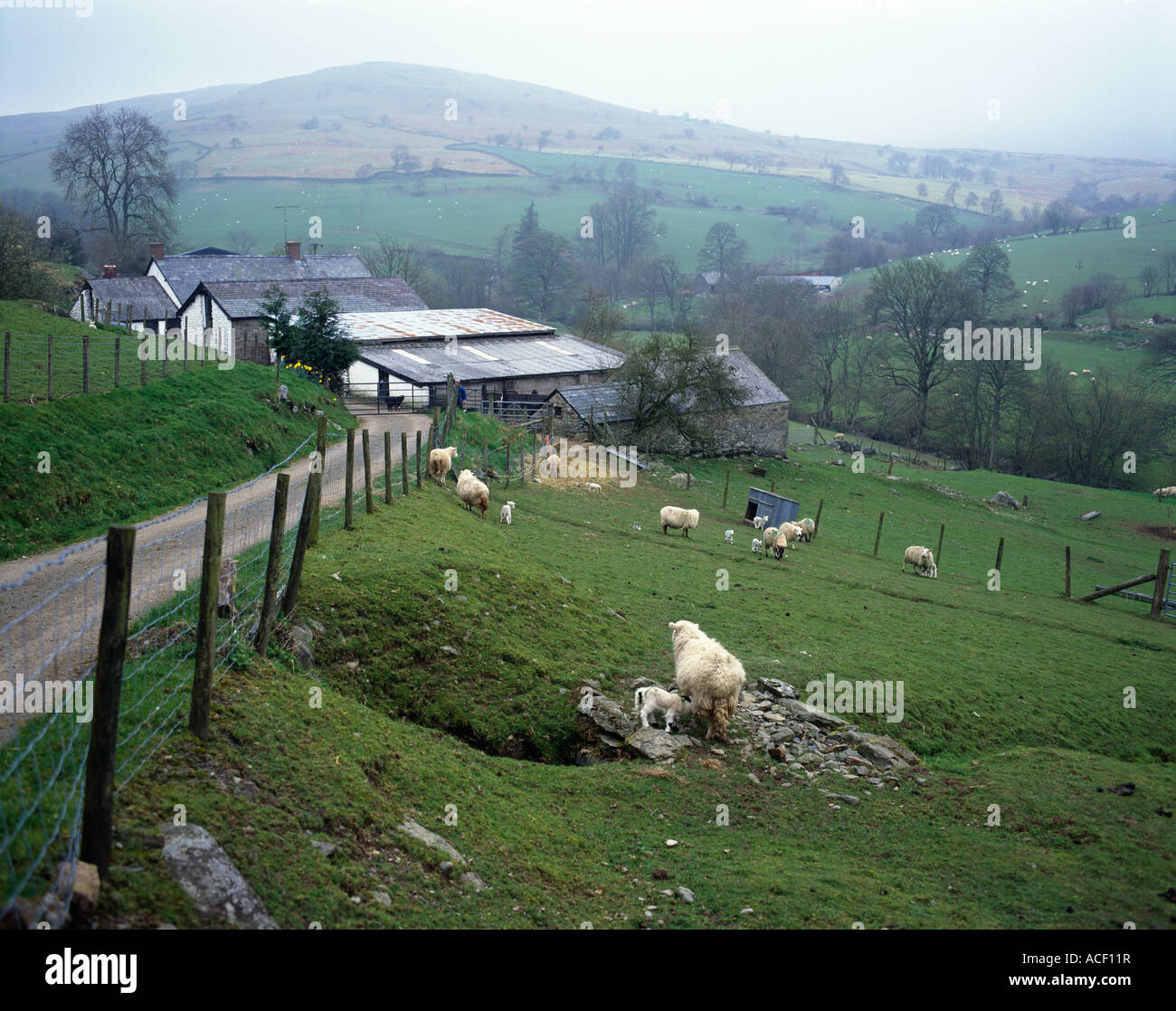 England farm sheep view of hills Stock Photo - Alamy