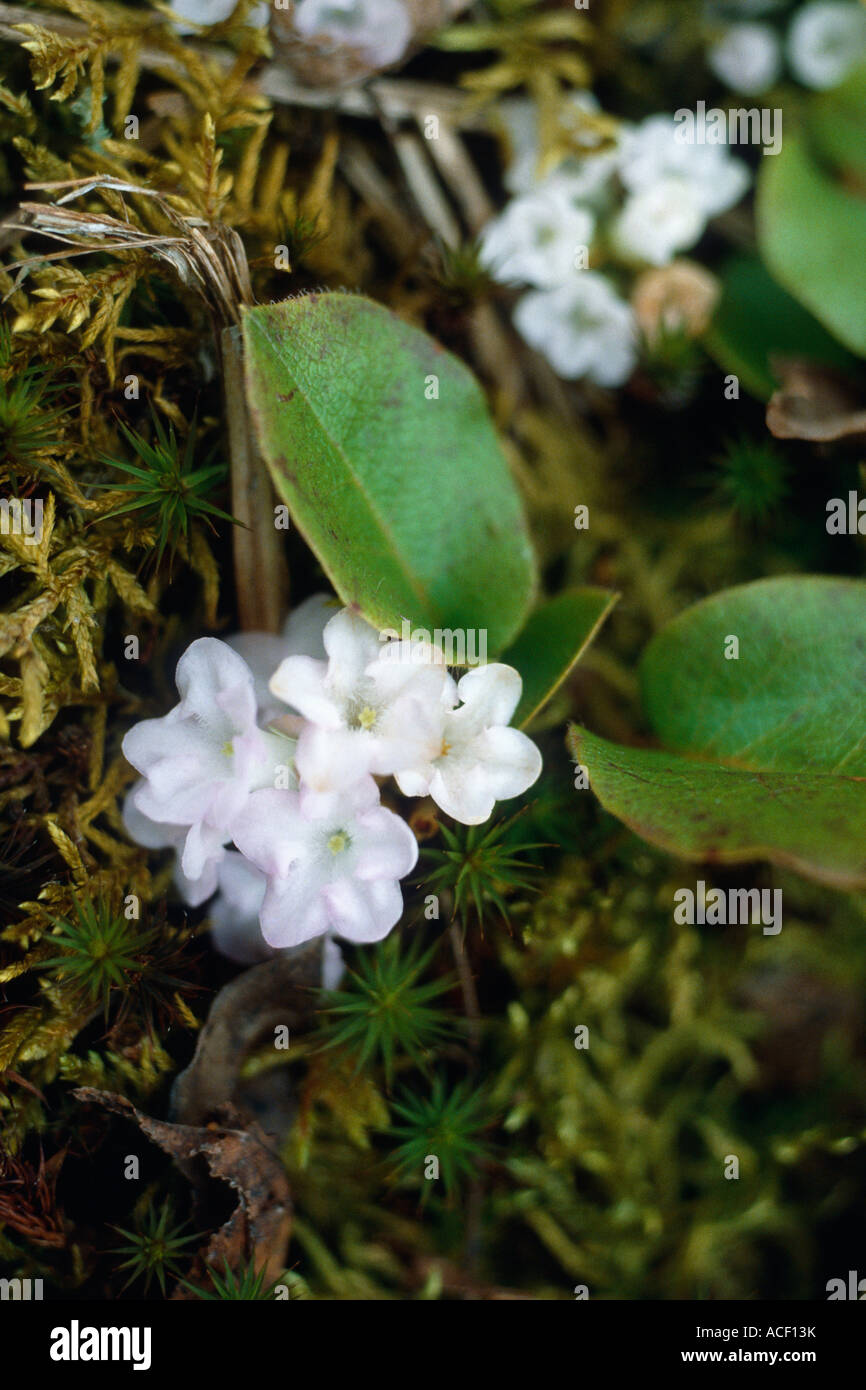 White may flowers Stock Photo - Alamy