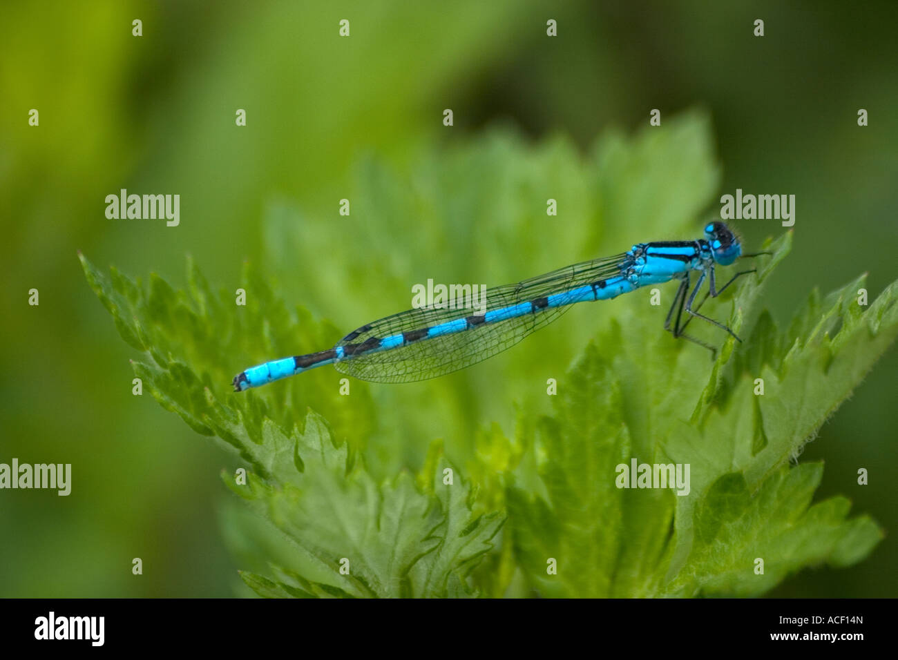 Common Blue Damselfly Enallagma cyathigerum near the River Nene Stock ...