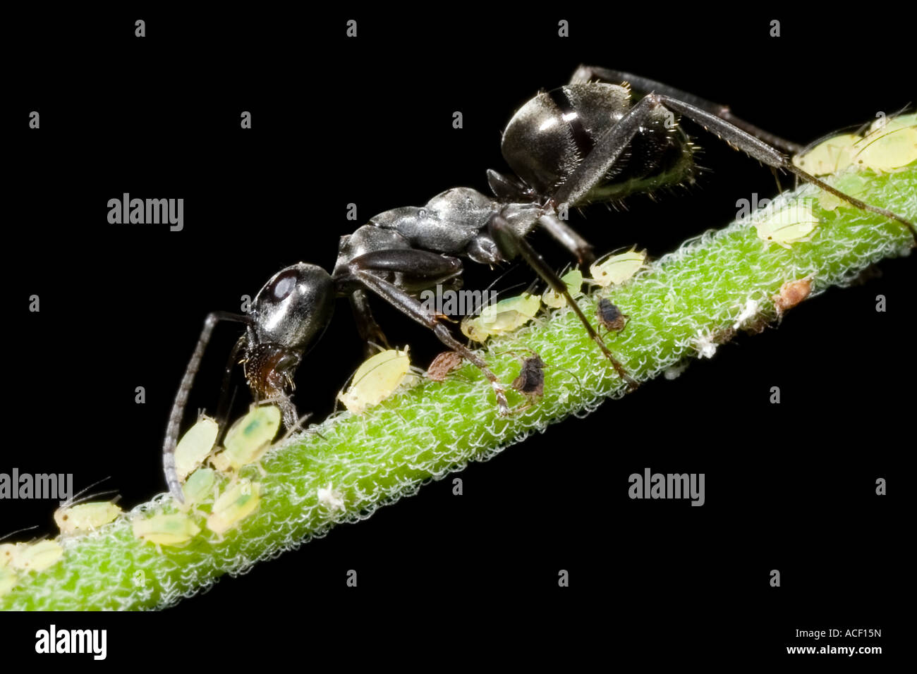 Ant and aphids Stock Photo - Alamy