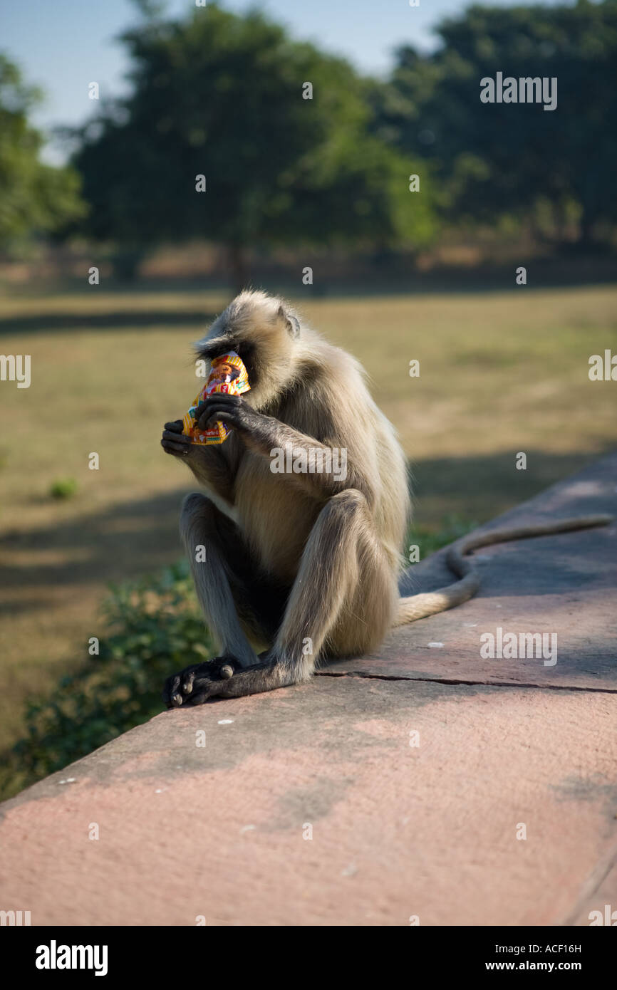 Monkey eating chips hi-res stock photography and images - Alamy