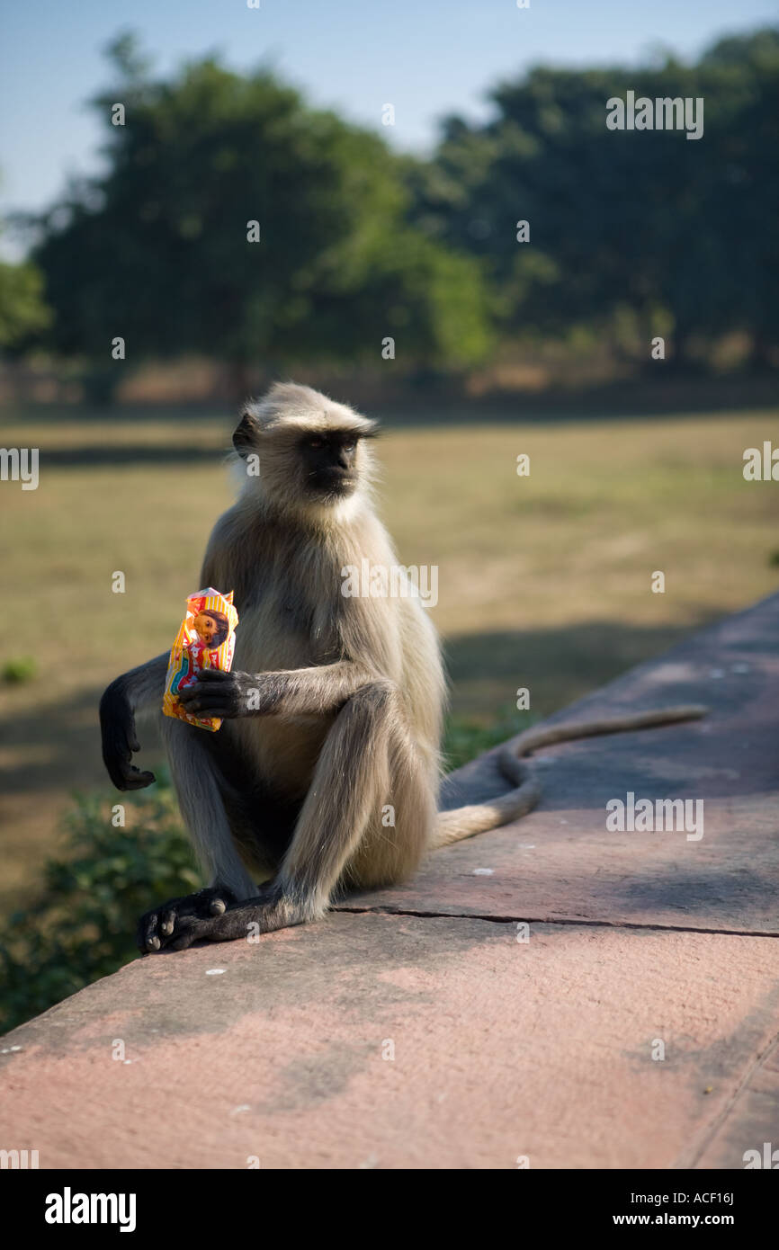 Monkey eating chips Stock Photo - Alamy