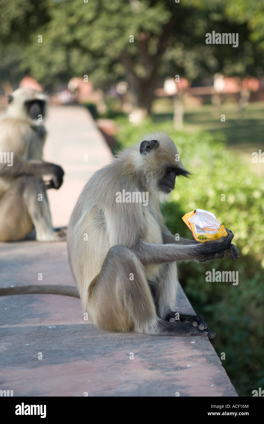 Monkey eating chips Stock Photo - Alamy