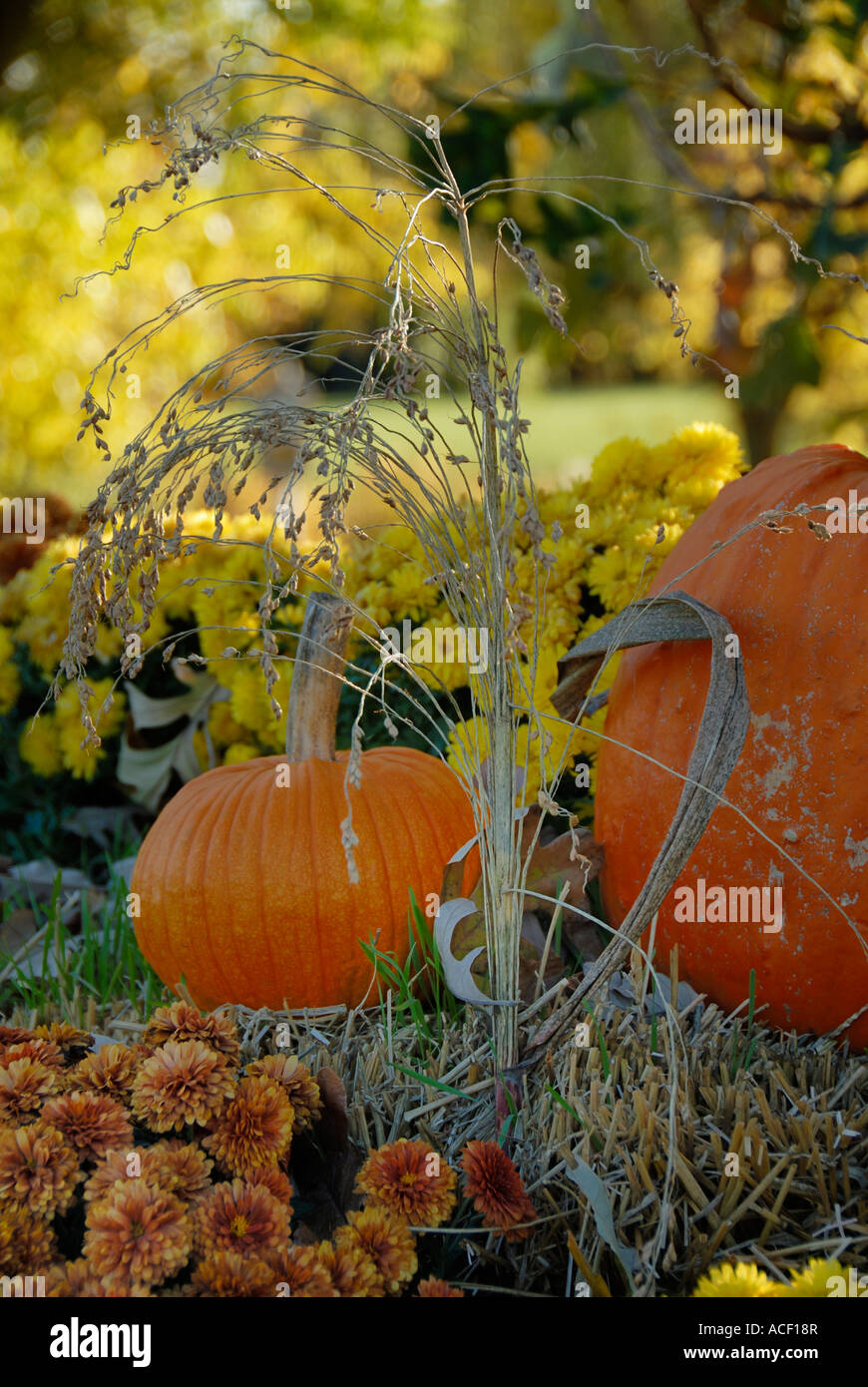 Fall scene with mums and pumpkins hi-res stock photography and images ...