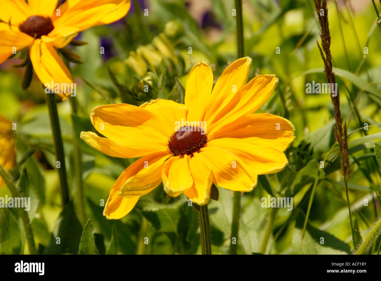 Black Eyed Susan Daisy Stock Photo - Alamy
