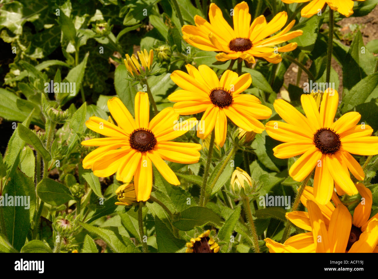 Black Eyed Susan Daisy Stock Photo - Alamy