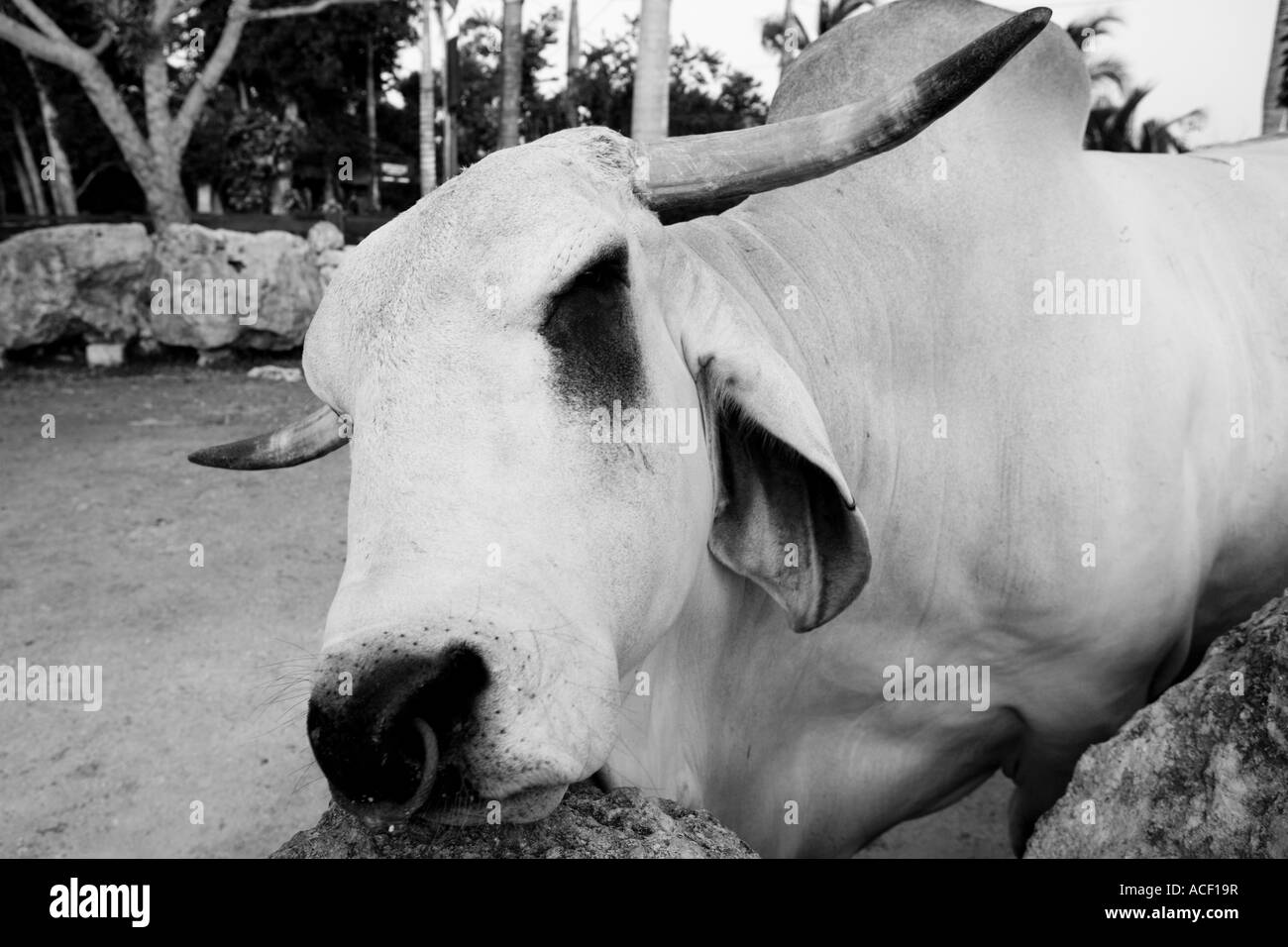 big white bull Stock Photo - Alamy