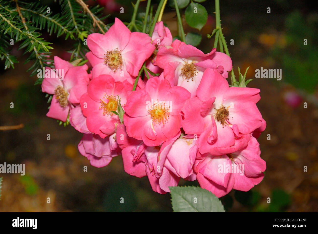 Chuckles hi-res stock photography and images - Alamy