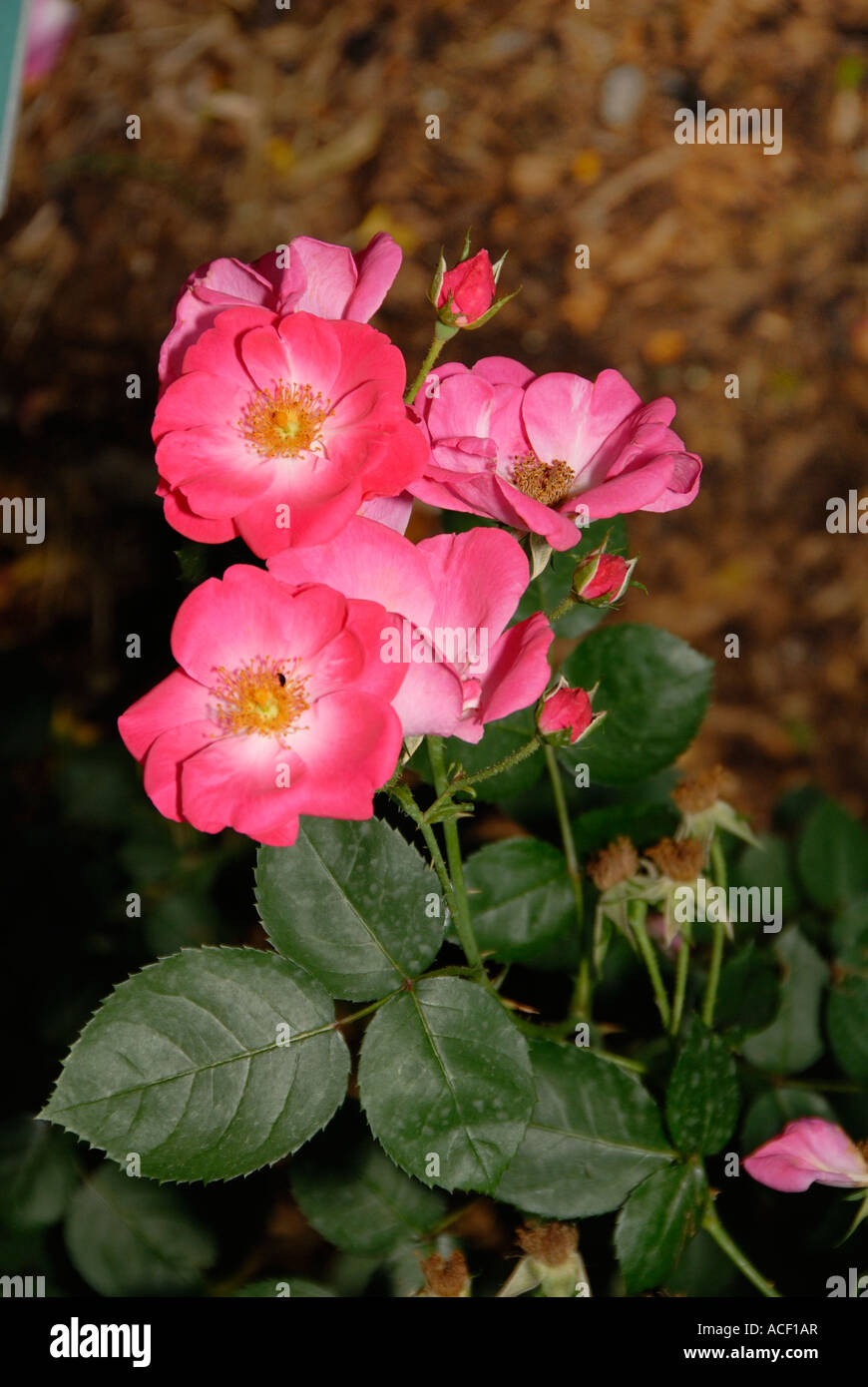 Chuckles hi-res stock photography and images - Alamy