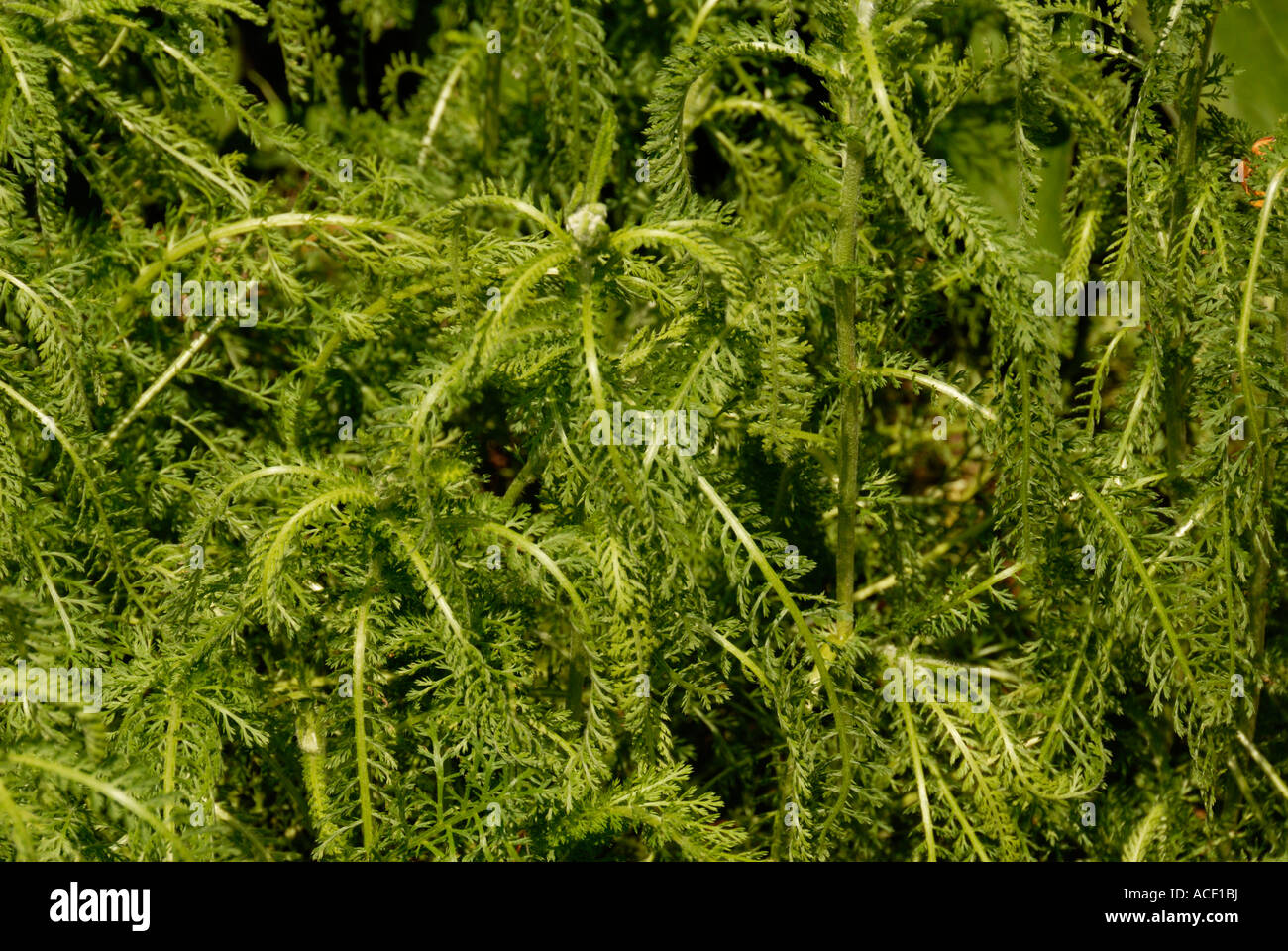 Common Yarrow Herb Stock Photo - Alamy