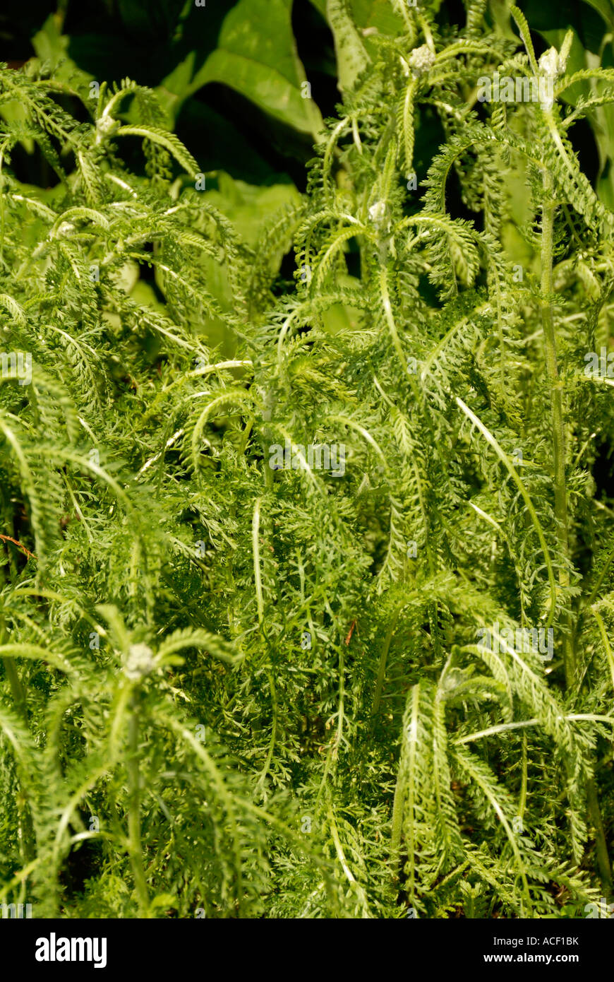 Common Yarrow Herb Stock Photo - Alamy