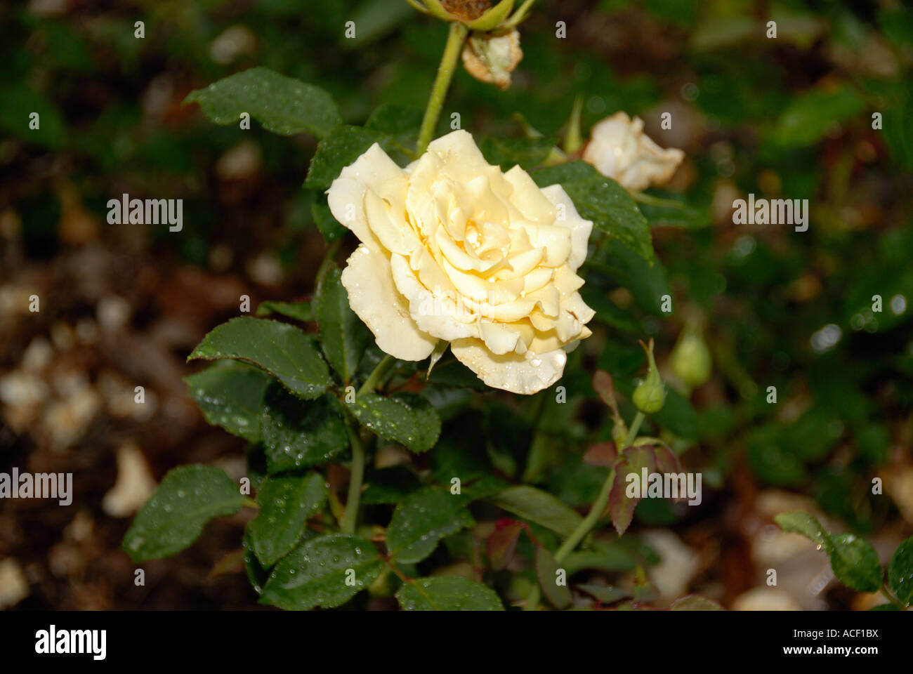 Elina rose hi-res stock photography and images - Alamy