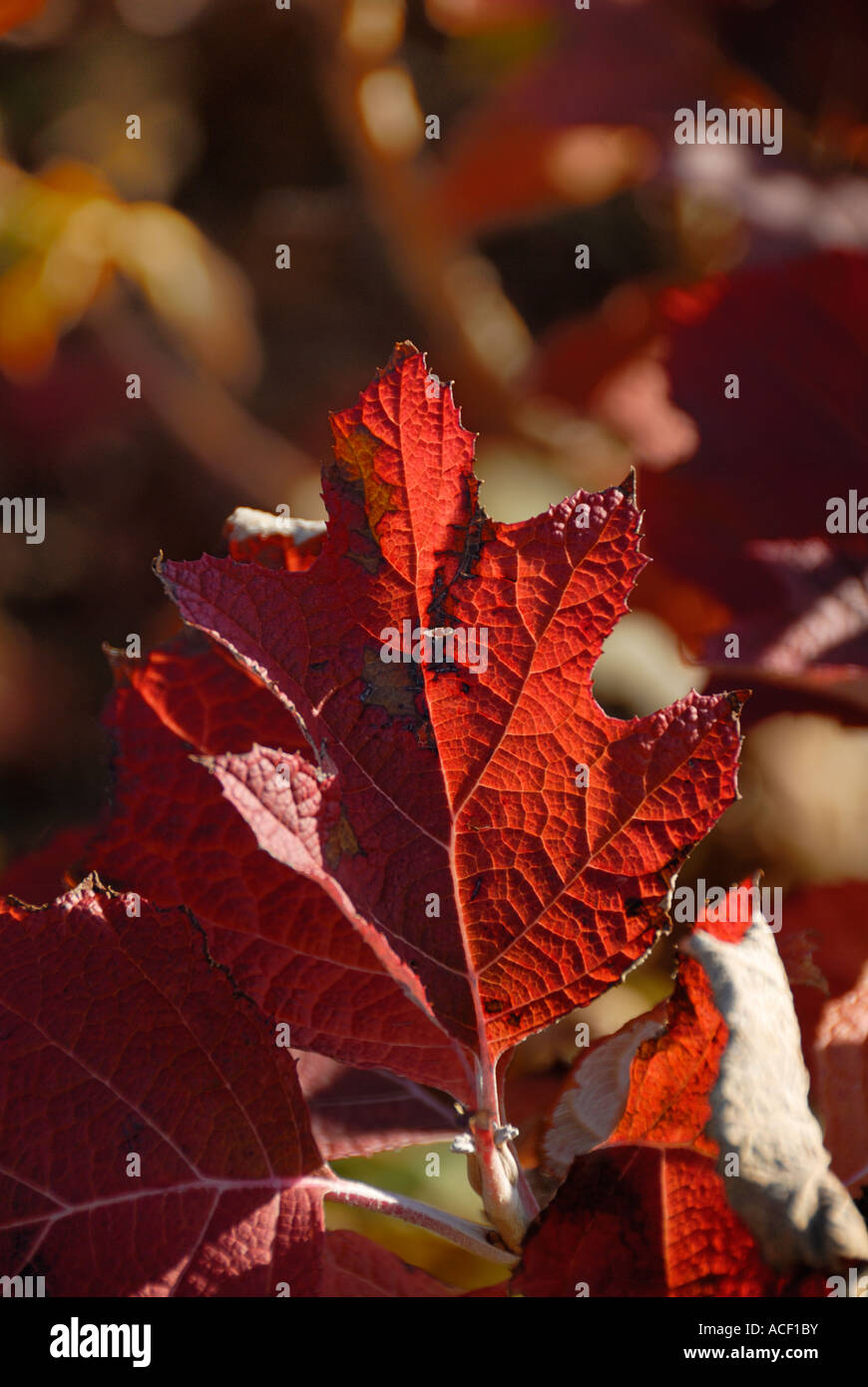 Colorful Fall Leaves Stock Photo - Alamy