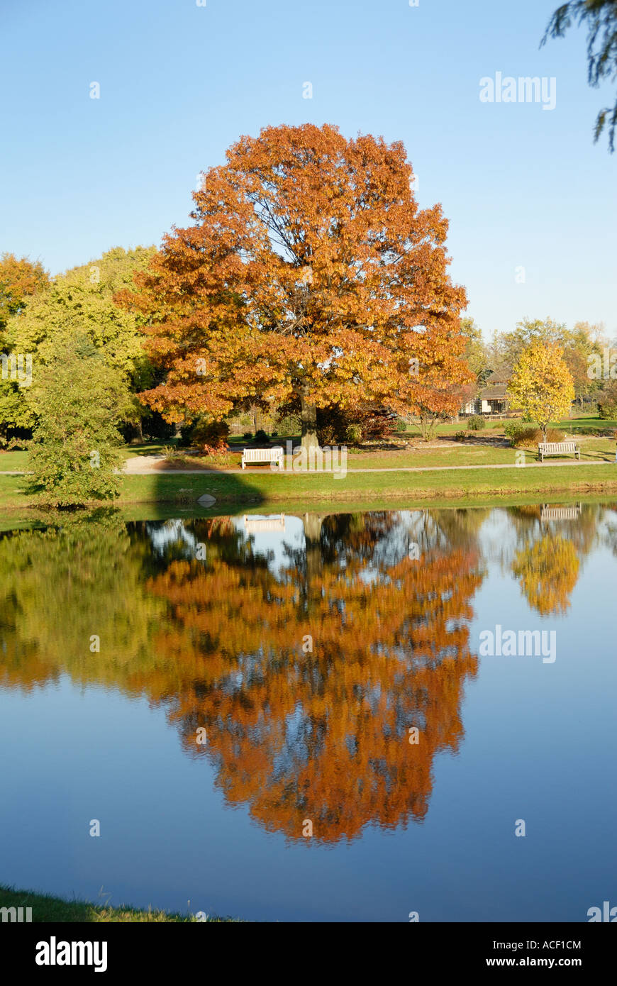 Fall Tree with reflection Stock Photo - Alamy