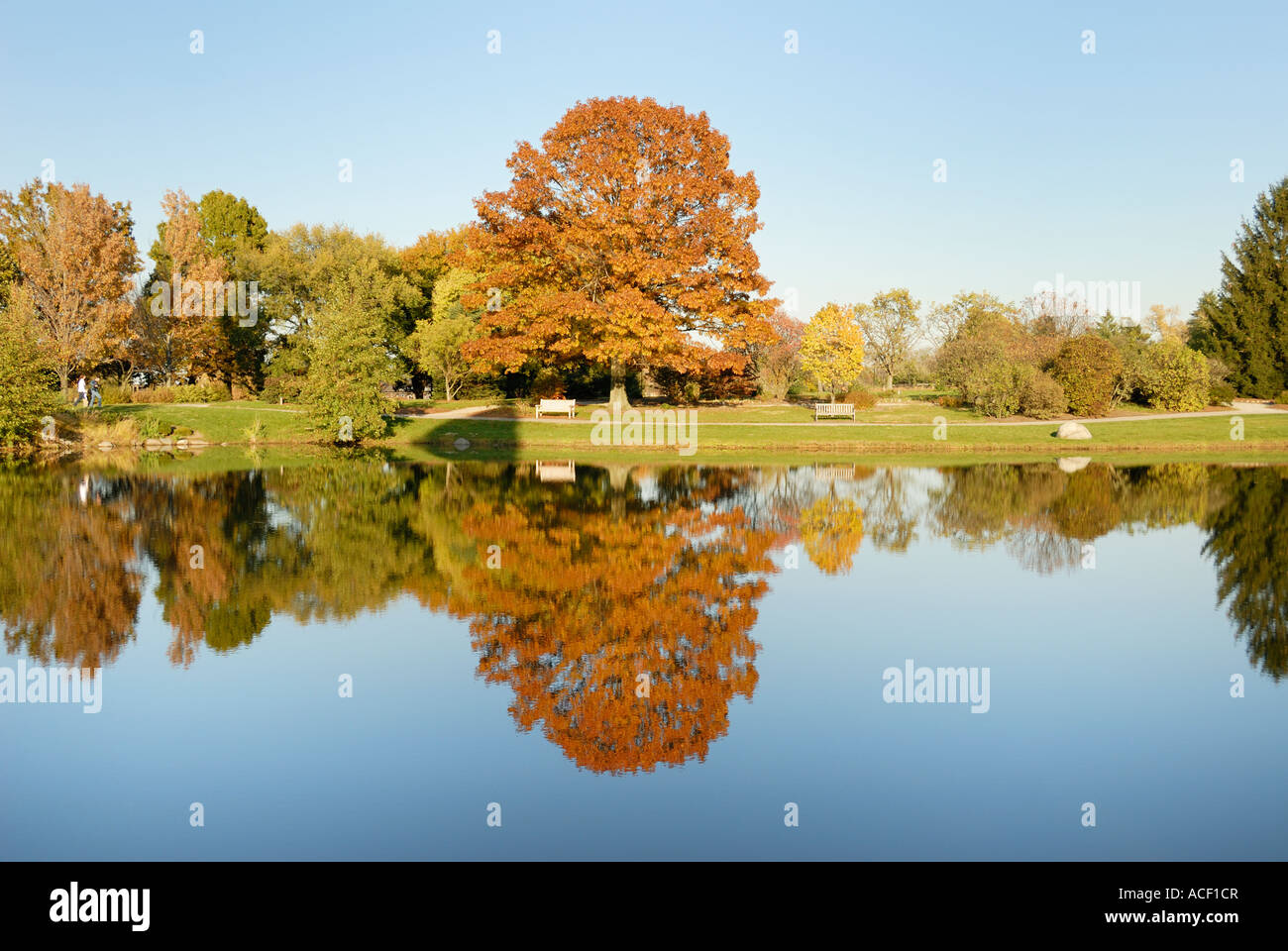 Fall Tree with reflection Stock Photo - Alamy