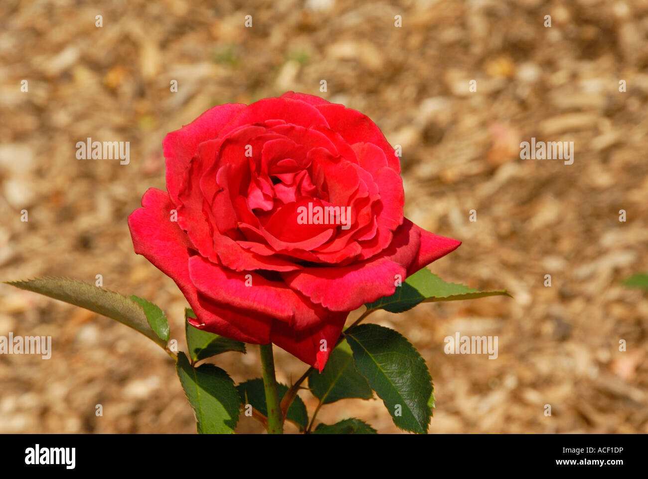 Firefighter rose hi-res stock photography and images - Alamy