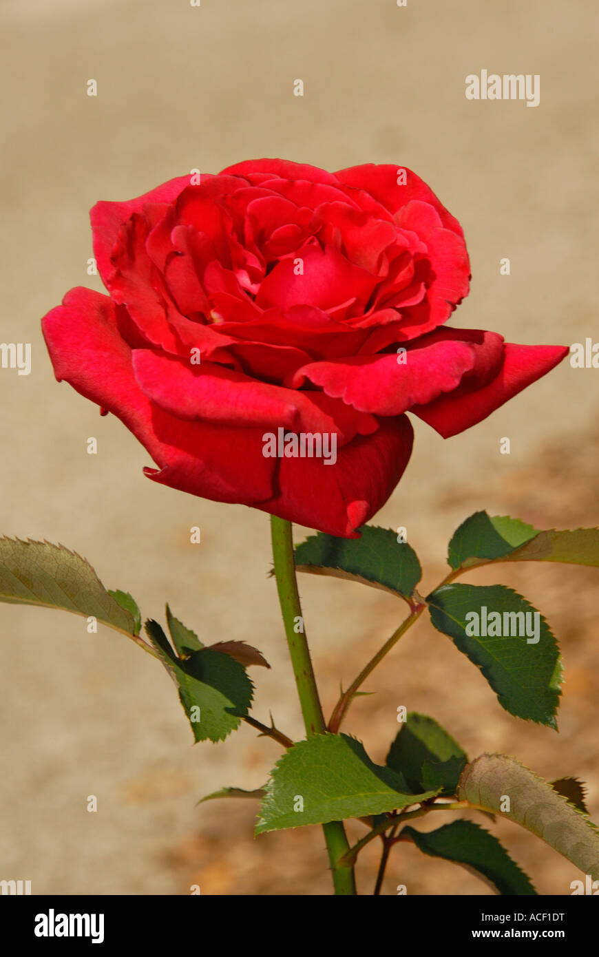 Firefighter rose hi-res stock photography and images - Alamy