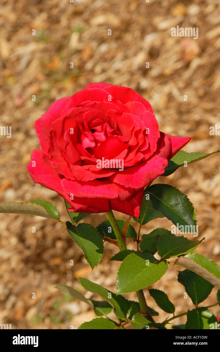 Firefighter rose hi-res stock photography and images - Alamy