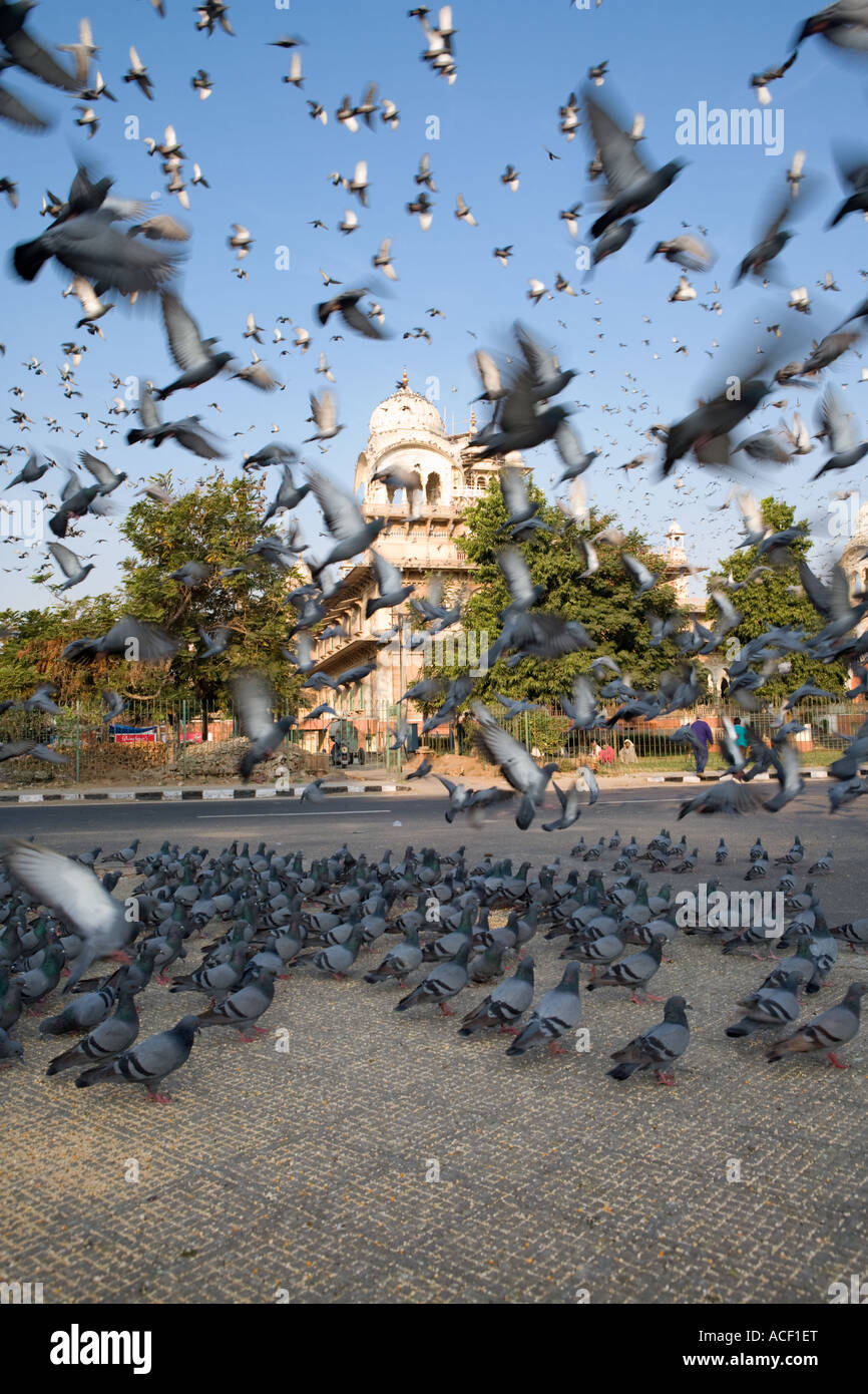 pigeons taking off Stock Photo - Alamy