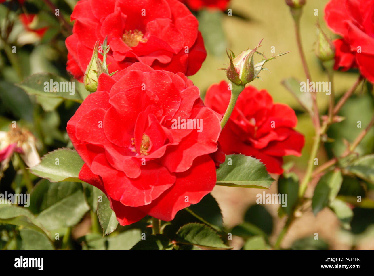 H C Anderson Rose Stock Photo - Alamy