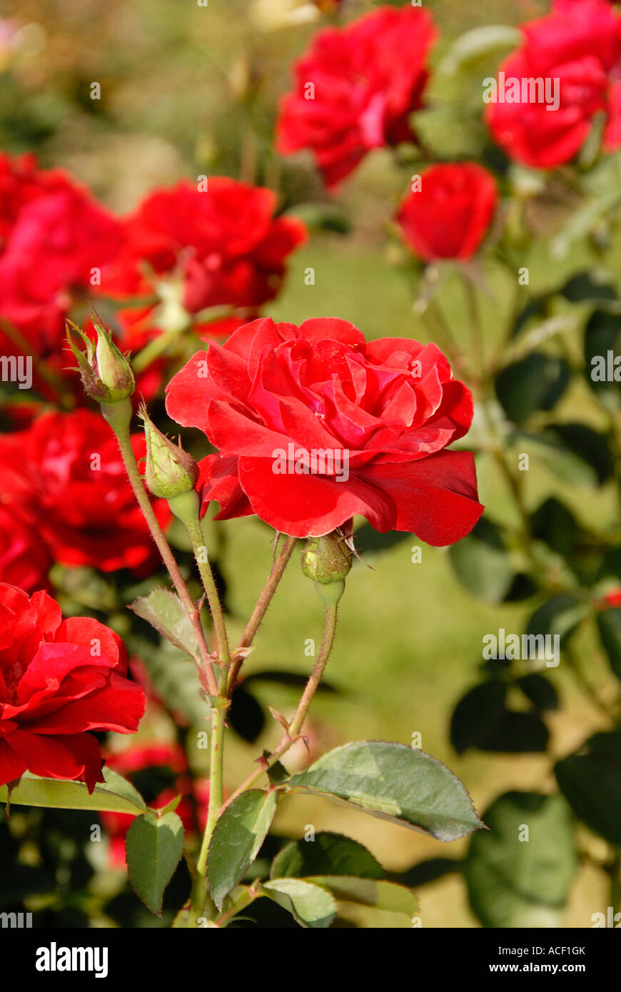 Rose anderson hi-res stock photography and images - Alamy