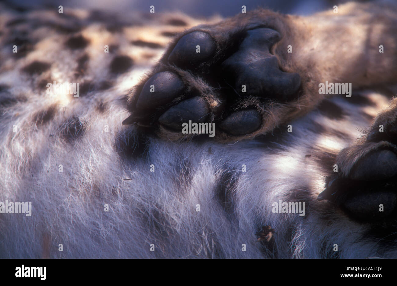Cheetah paw foot hi-res stock photography and images - Alamy