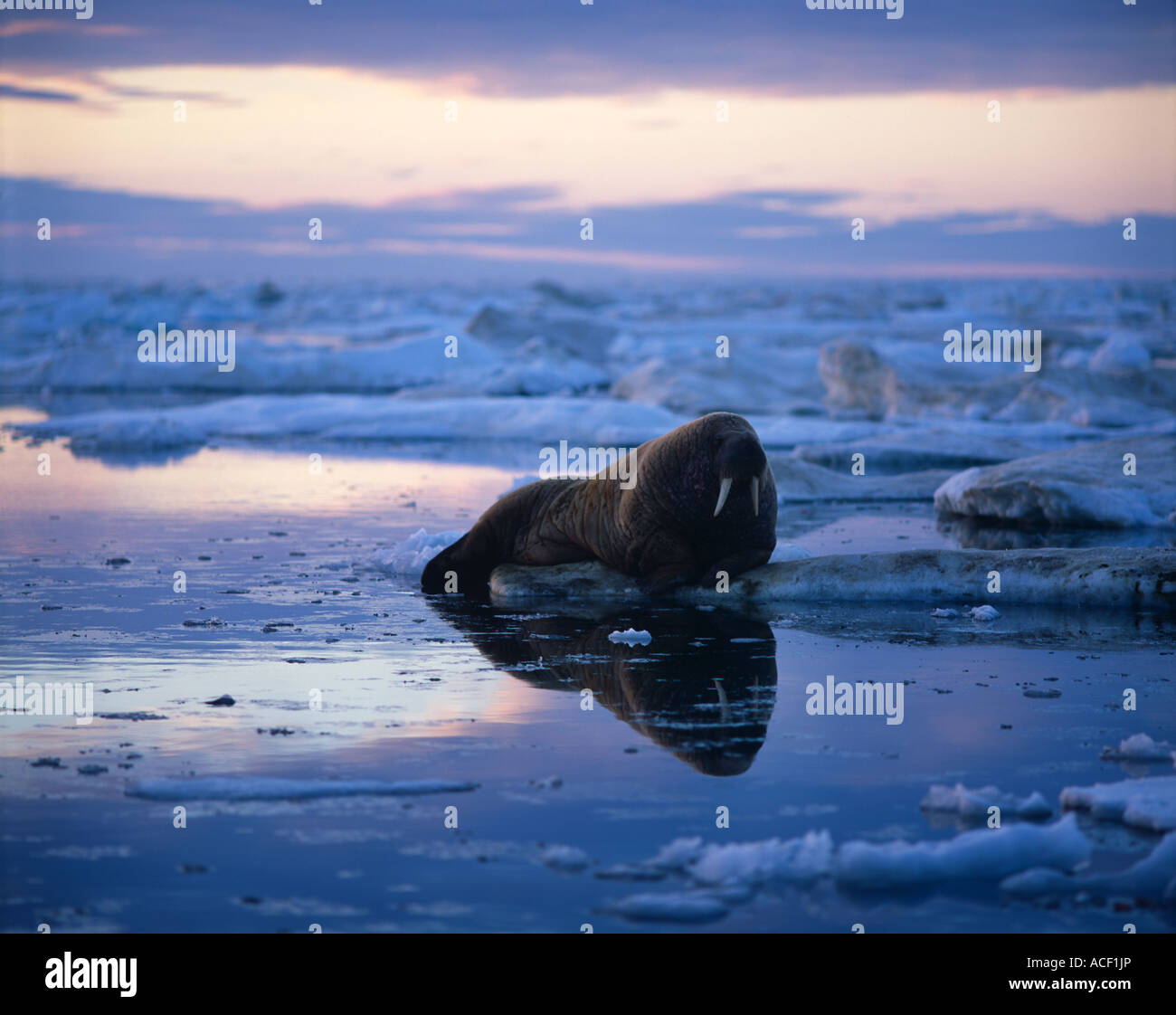Iglulik hi-res stock photography and images - Alamy
