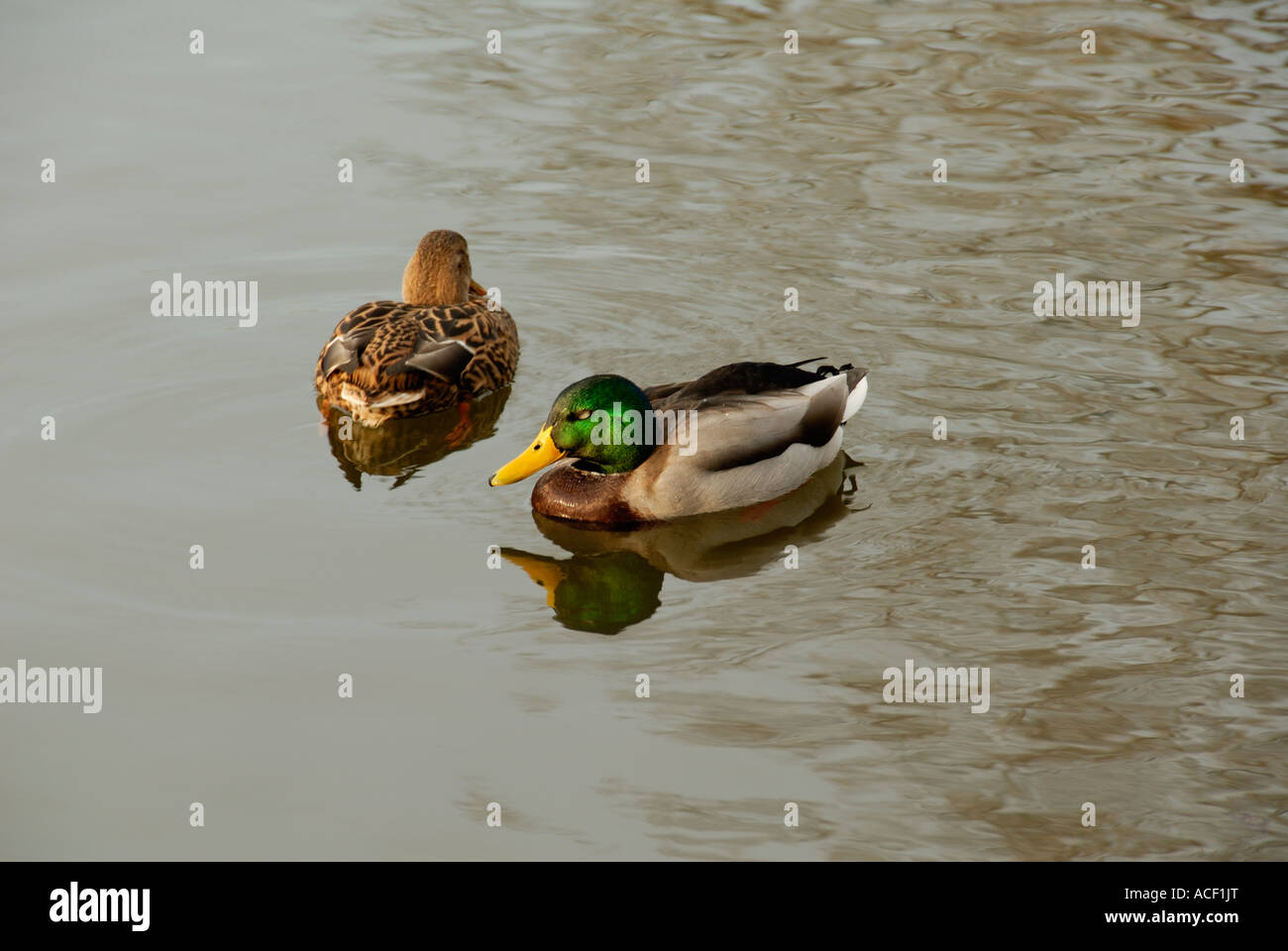 Two ducks white pond hi-res stock photography and images - Alamy