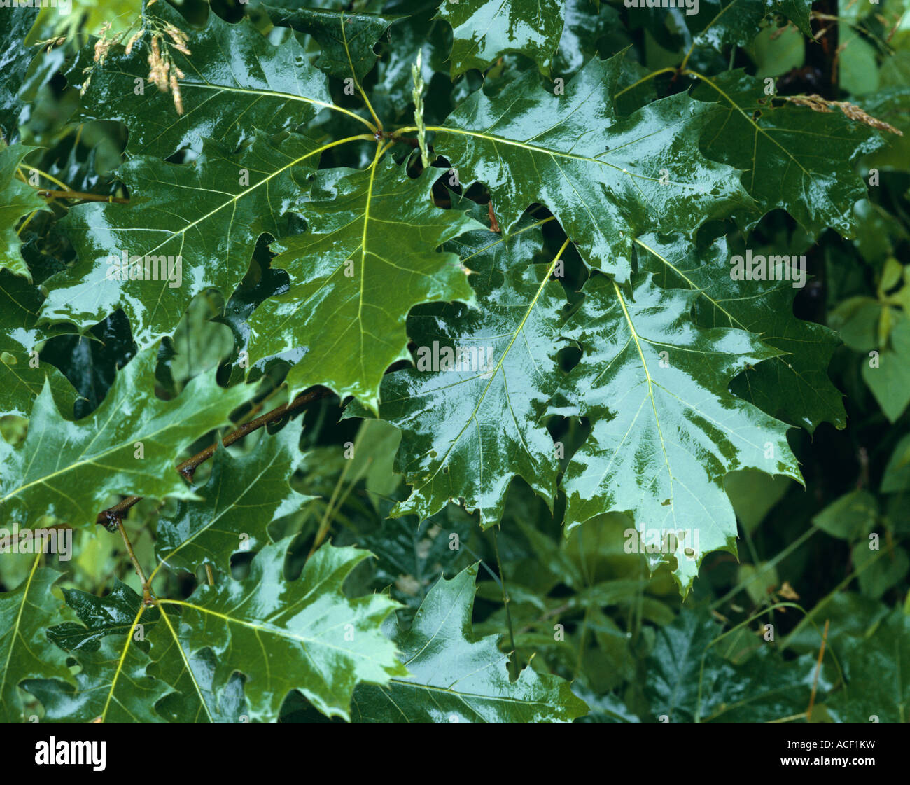 Green tree leaves wet from rain Stock Photo - Alamy