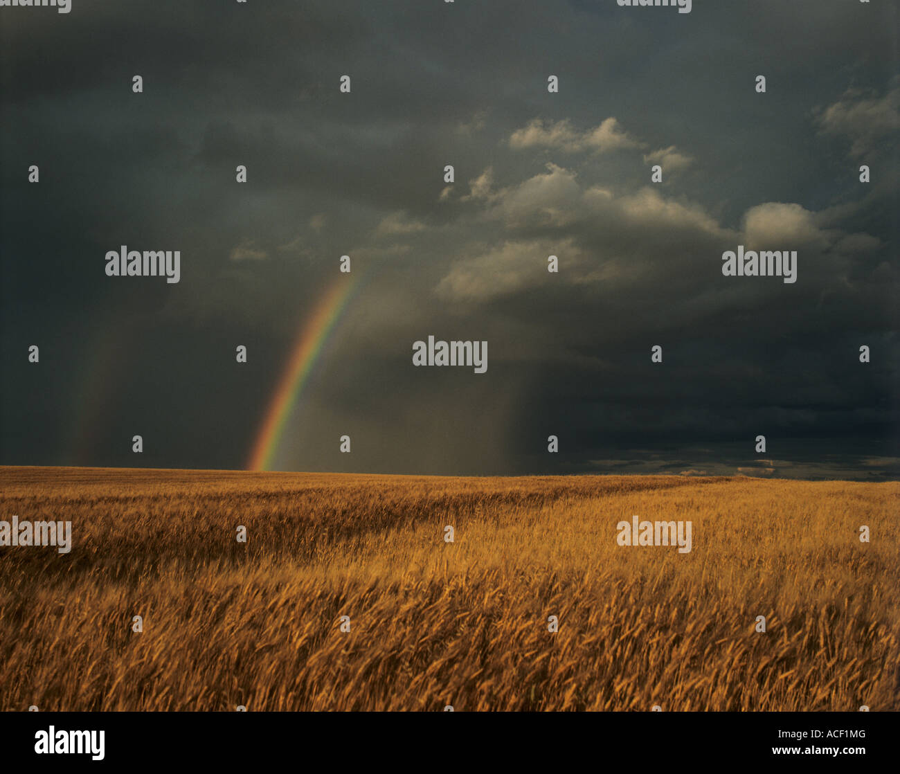 Wheat field rainbow Stock Photo - Alamy