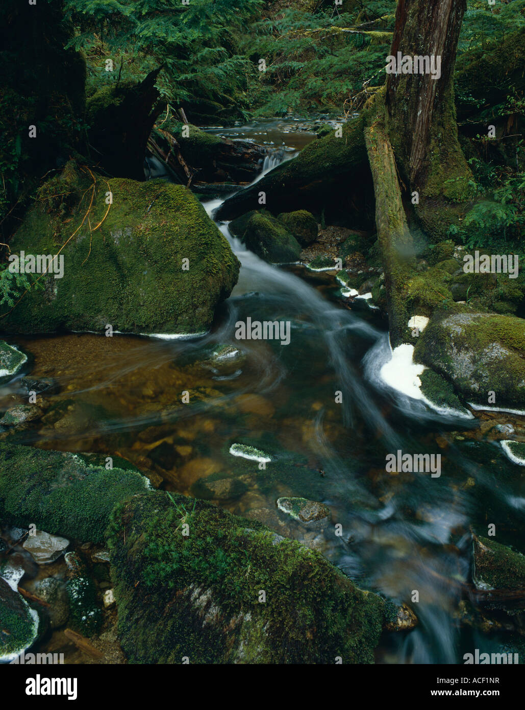 Brook green moss water like glass Stock Photo - Alamy