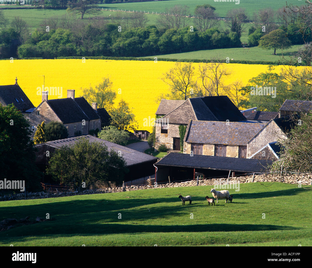 Farm houses view from hill sheep Stock Photo - Alamy