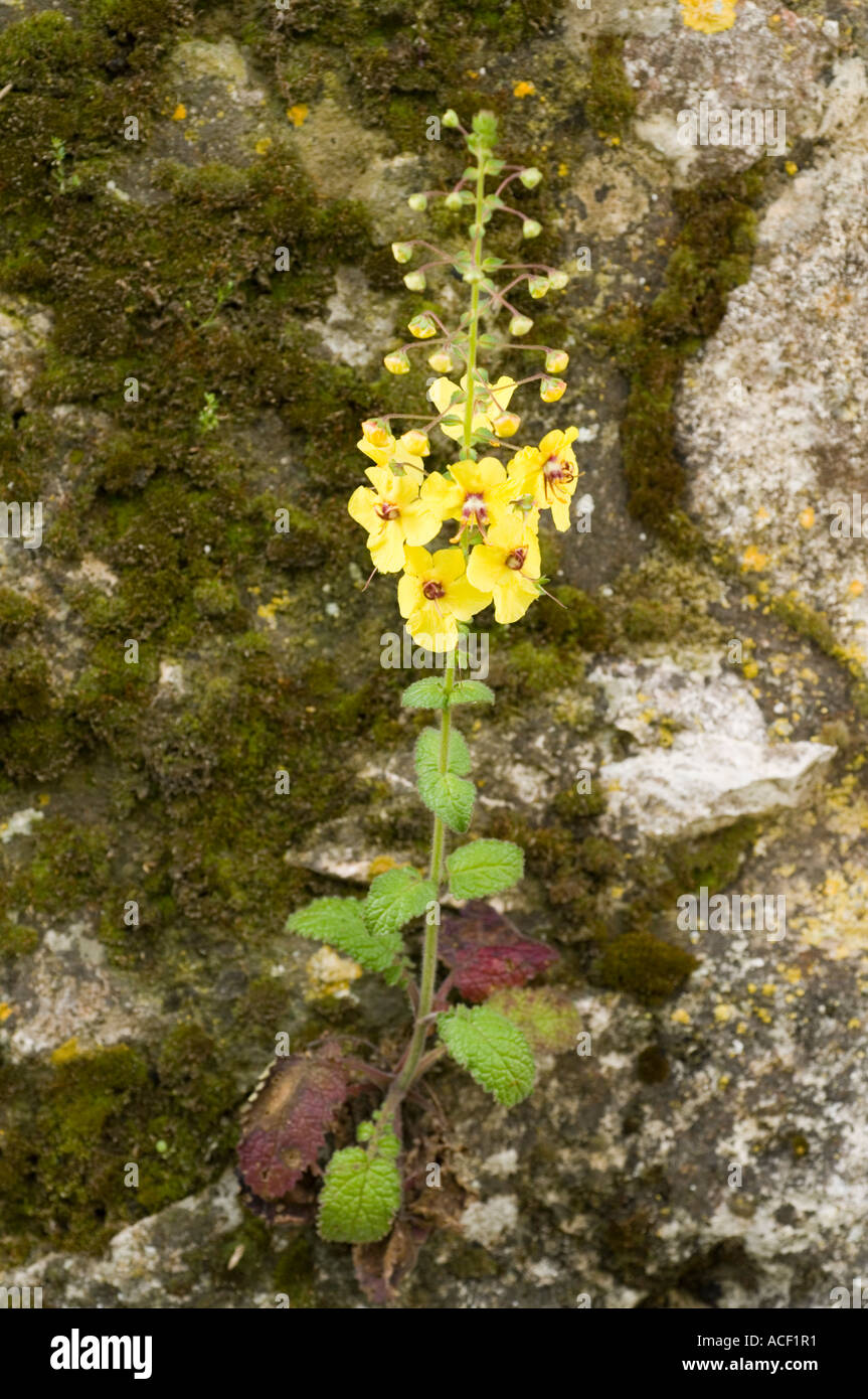 Greek mullein hi-res stock photography and images - Alamy