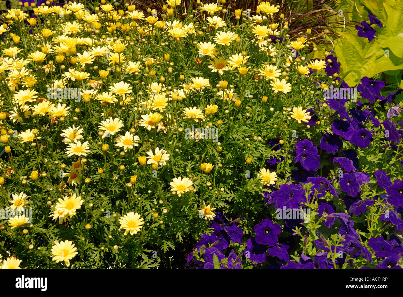 Golden Marguerite Daisy Purple Petunia Stock Photo - Alamy