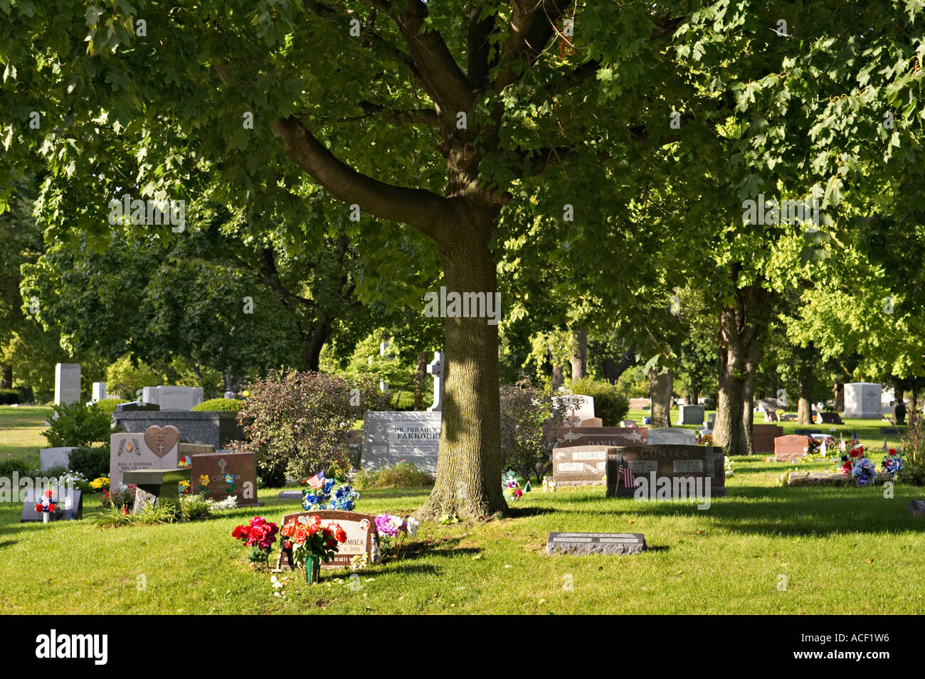 STREET SCENE Chicago Illinois Graves under tree in Rosehill Cemetery ...
