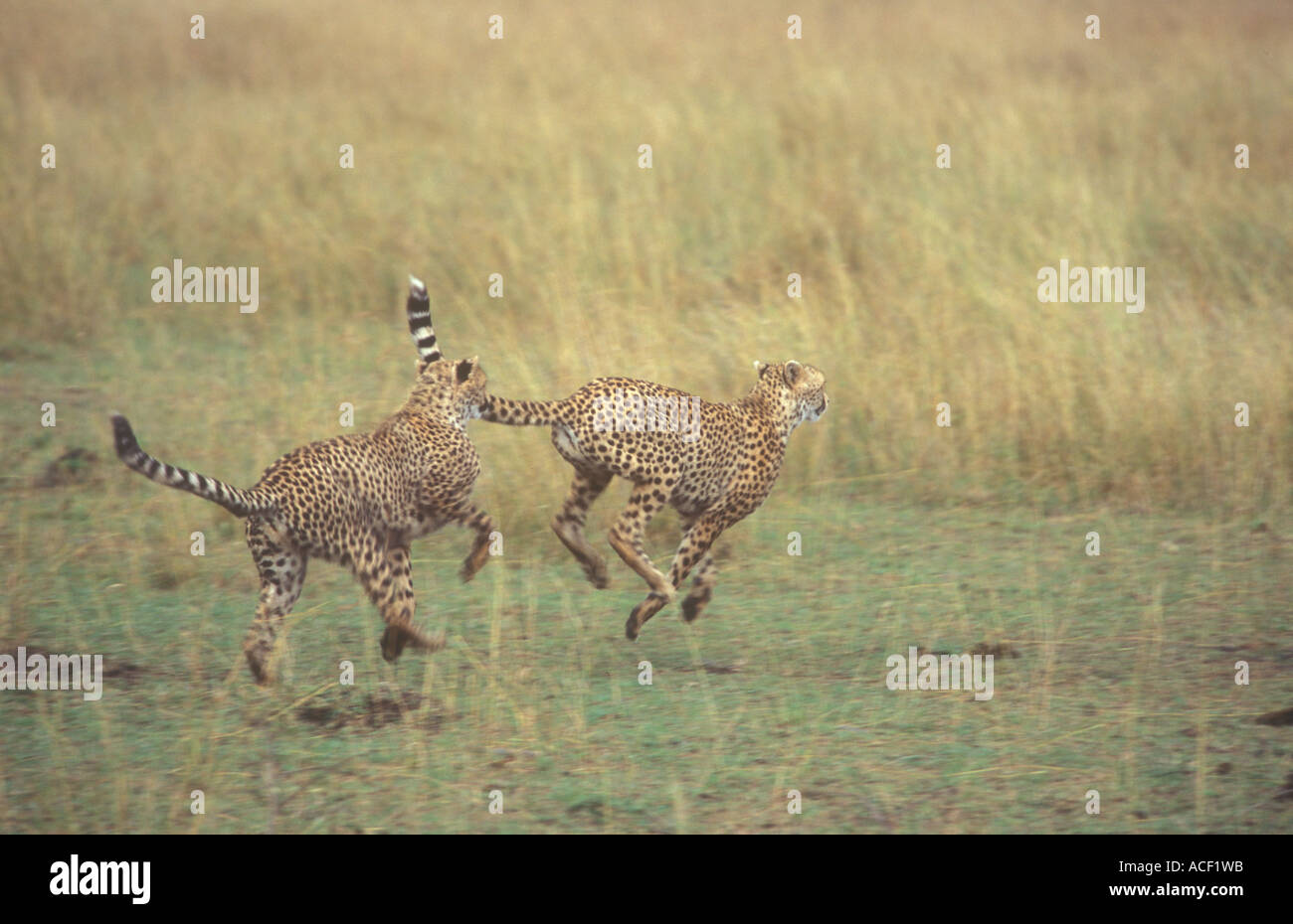 Cheetah mother and cub chasing each other before going hunting Early ...