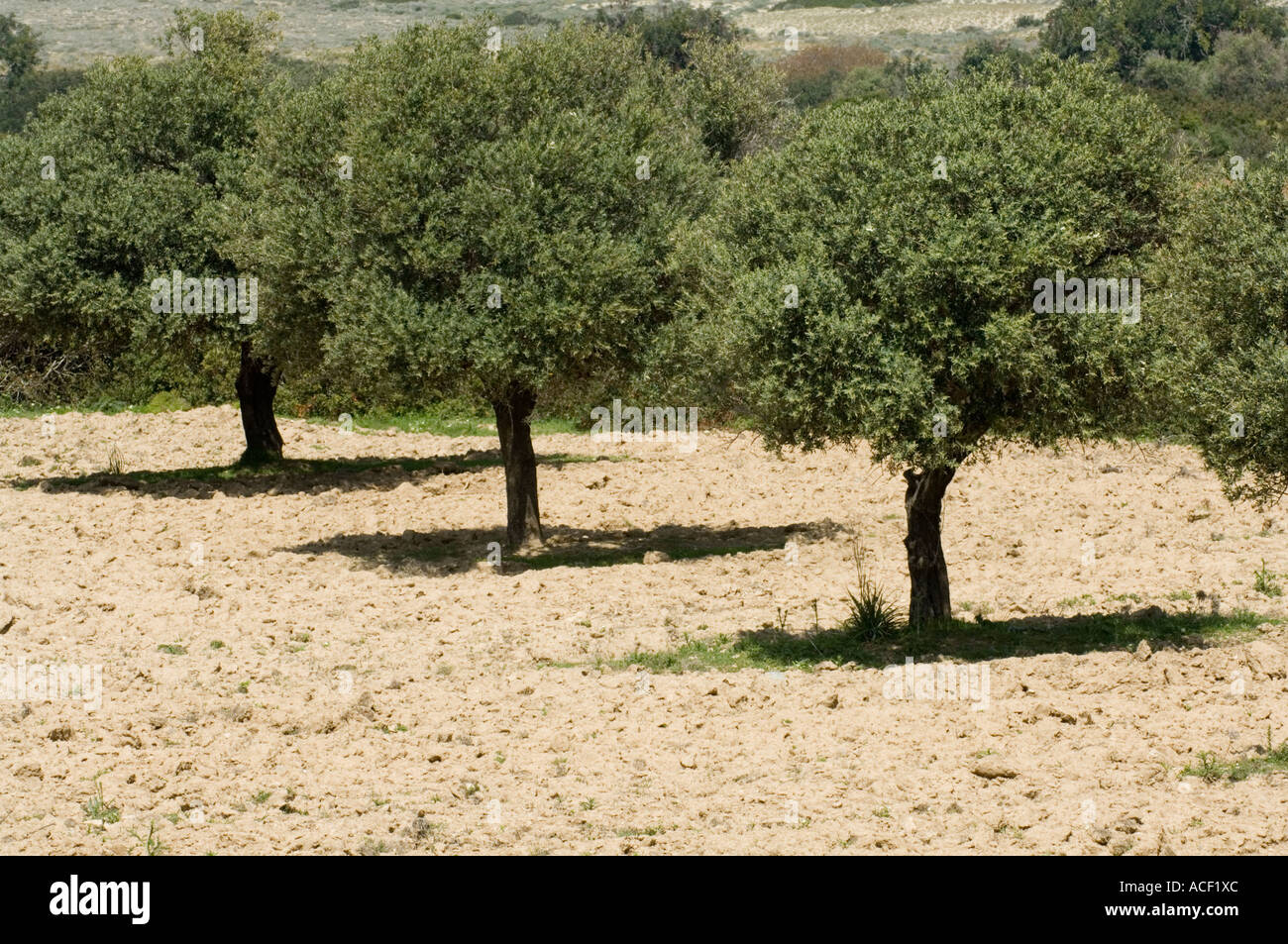 Olive grove (Olea europaea) Bogaz, Karpaz peninsula, East coast ...