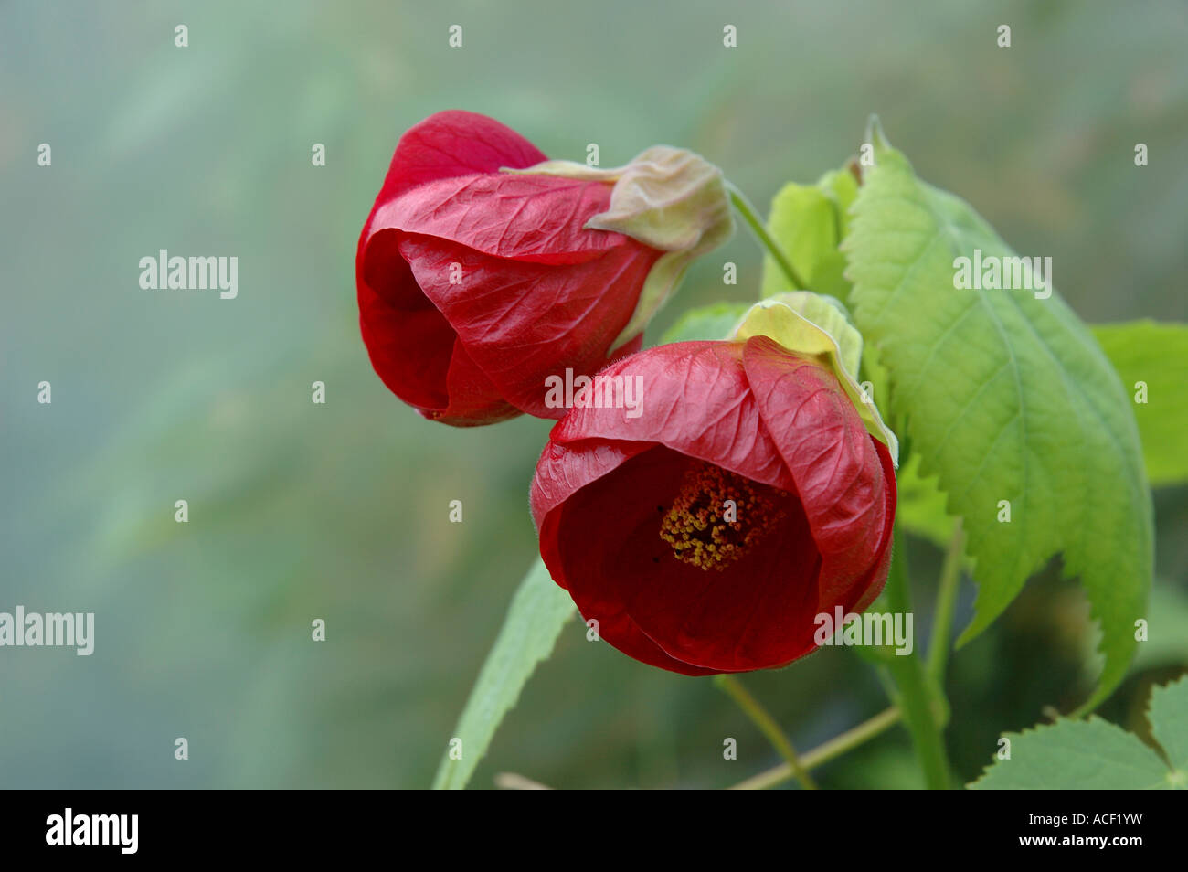 Abutilon X Hybridum High Resolution Stock Photography and Images - Alamy