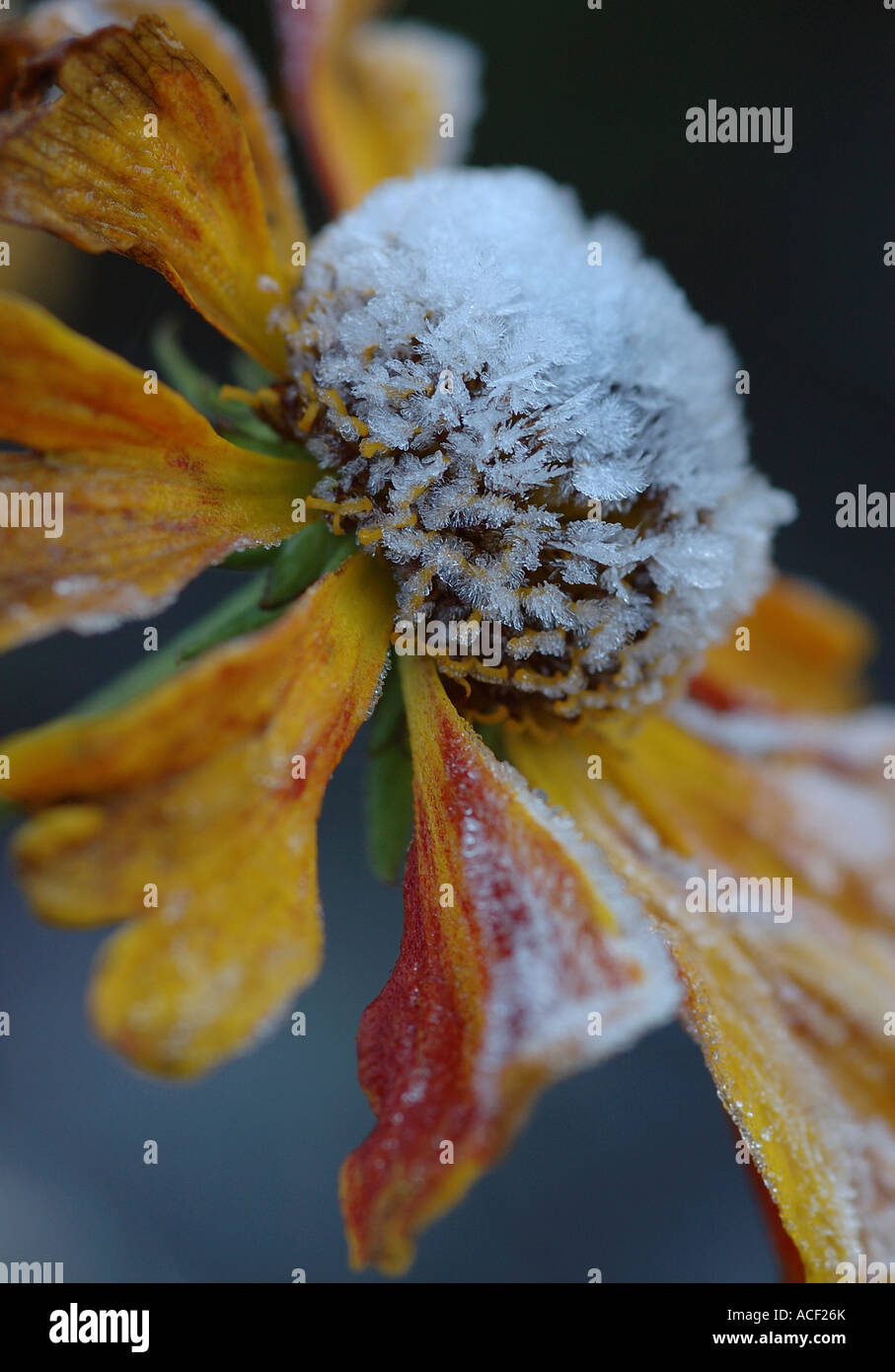 Helenium flower frost winter hi-res stock photography and images - Alamy
