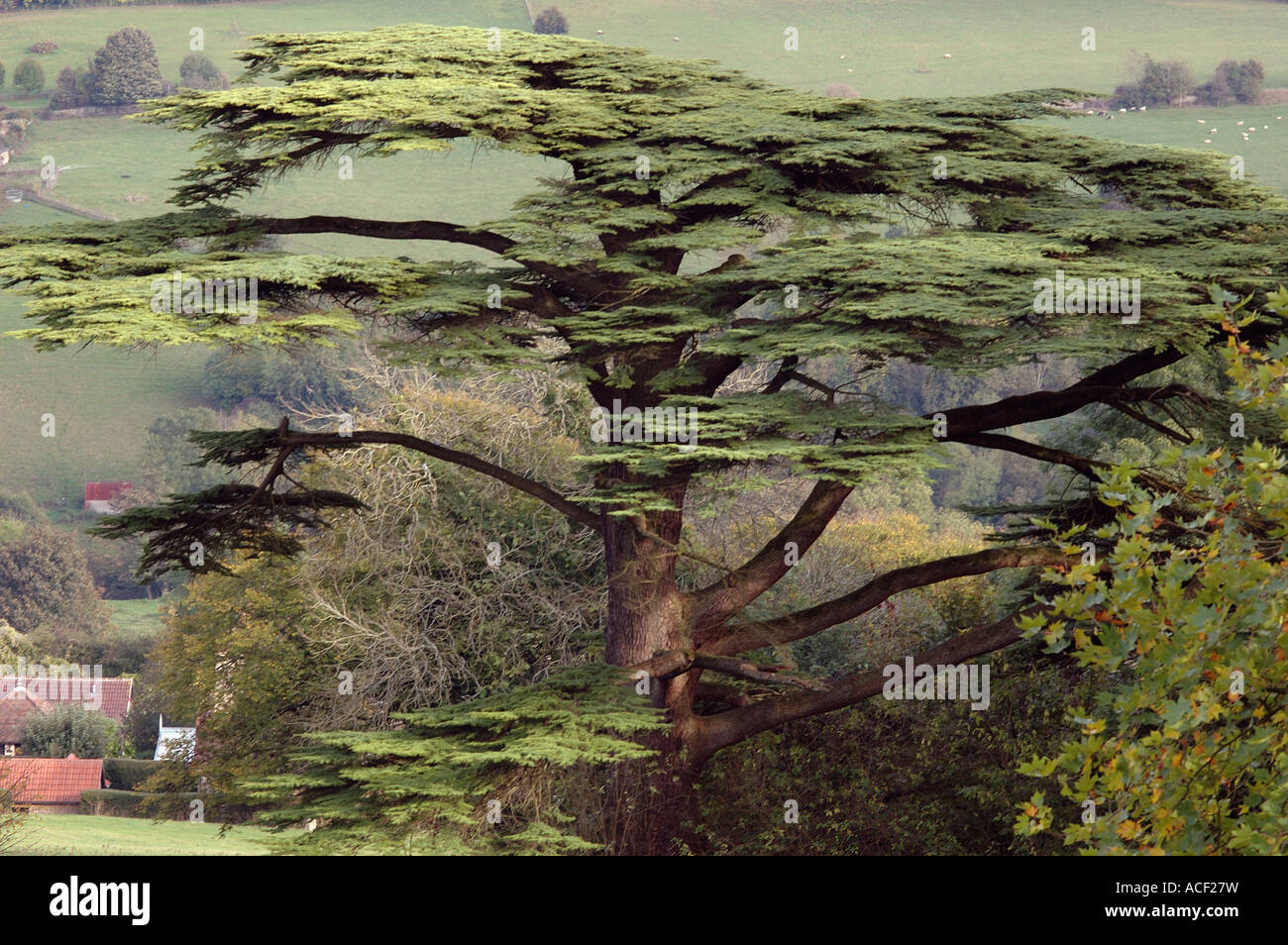 Splendid Cedar of Lebanon tree at Claverton Manor (The American Museum ...