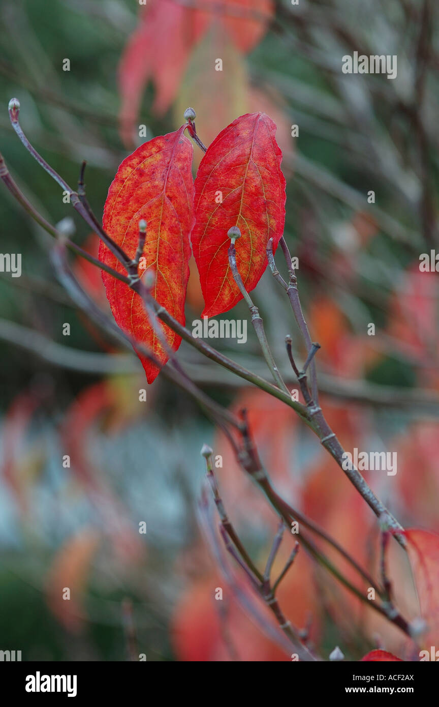 Autumn leaves of Cornus florida Stock Photo - Alamy
