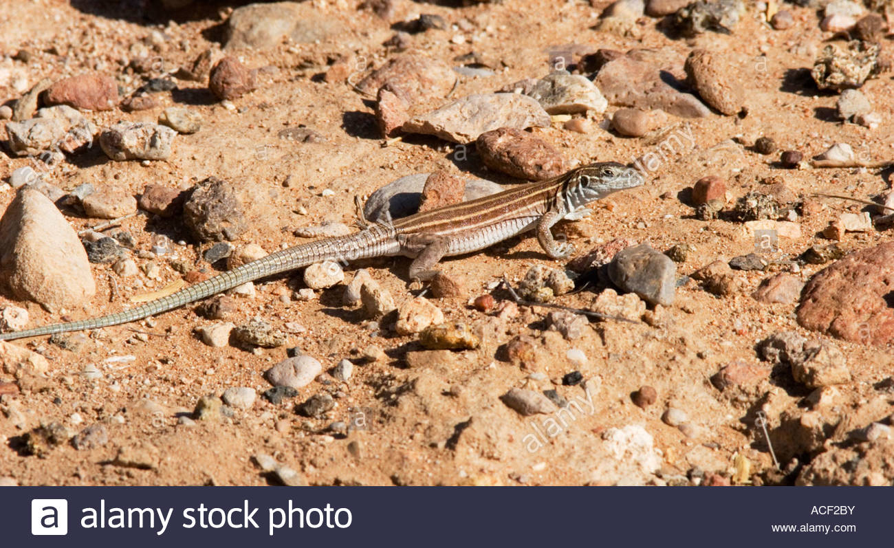 Whiptail Lizard, New Mexico High Resolution Stock Photography and ...