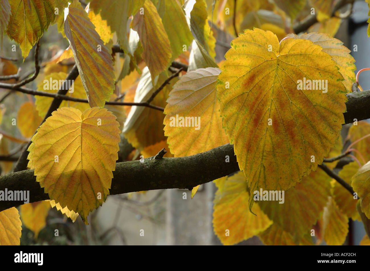 Leaves of Davidia involucrata (Dove tree, ghost tree, Pocket ...