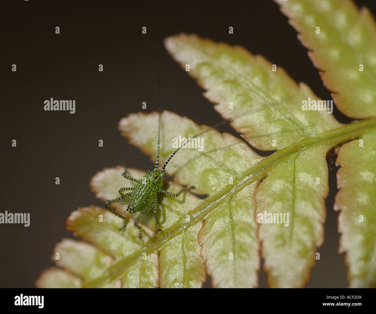 Insect on fern leaf Stock Photo - Alamy