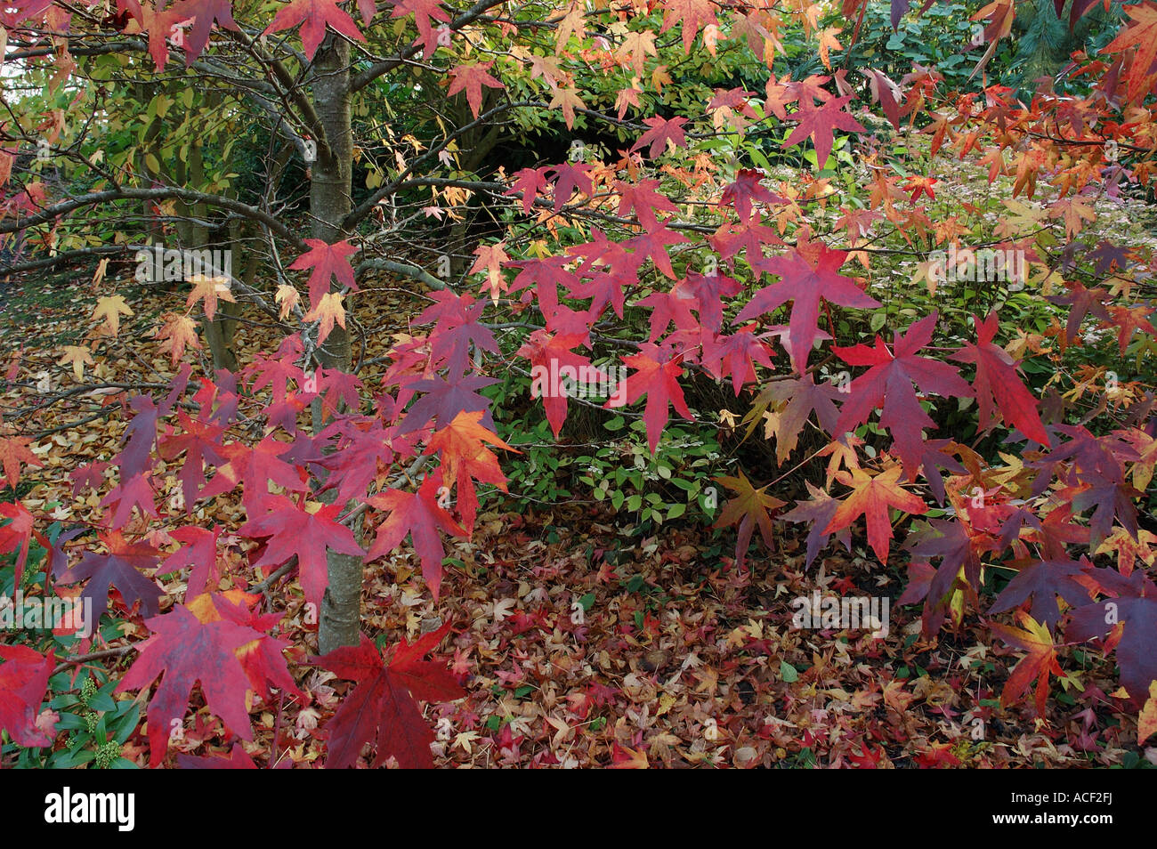 Liquidamber hi-res stock photography and images - Alamy