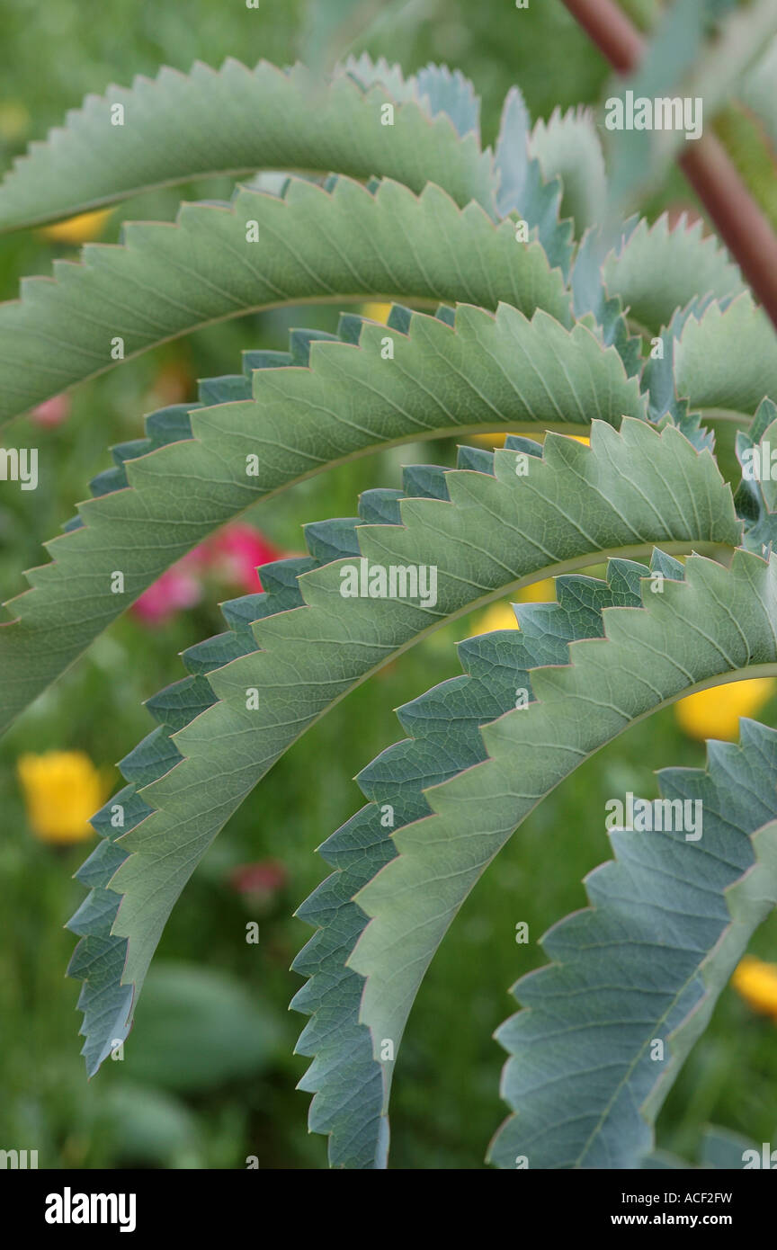 Melianthus major leaves Stock Photo - Alamy